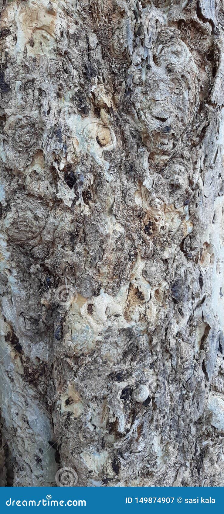 Wood effect stock image. Image of background, texture - 149874907