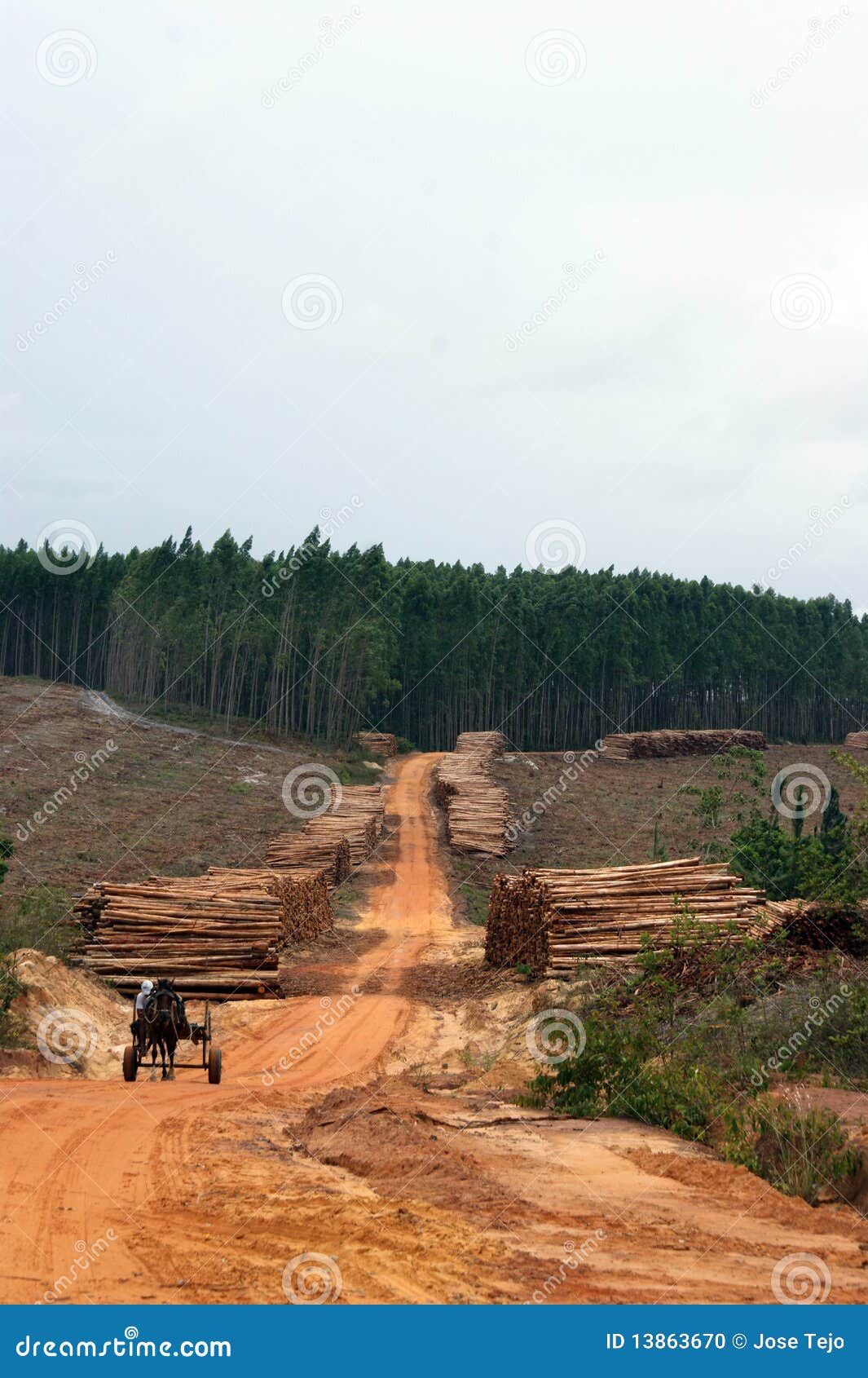 Wood exploitation stock photo. Image of pile, forest - 13863670