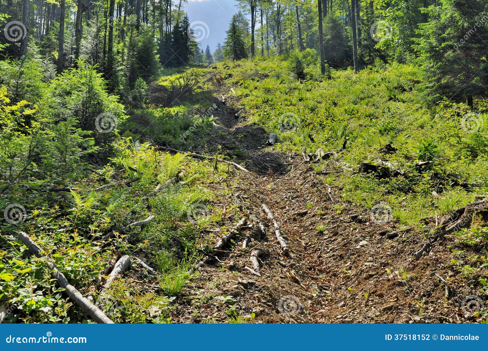 Wood Exploitation Funicular Path Stock Photo - Image of global, natural ...