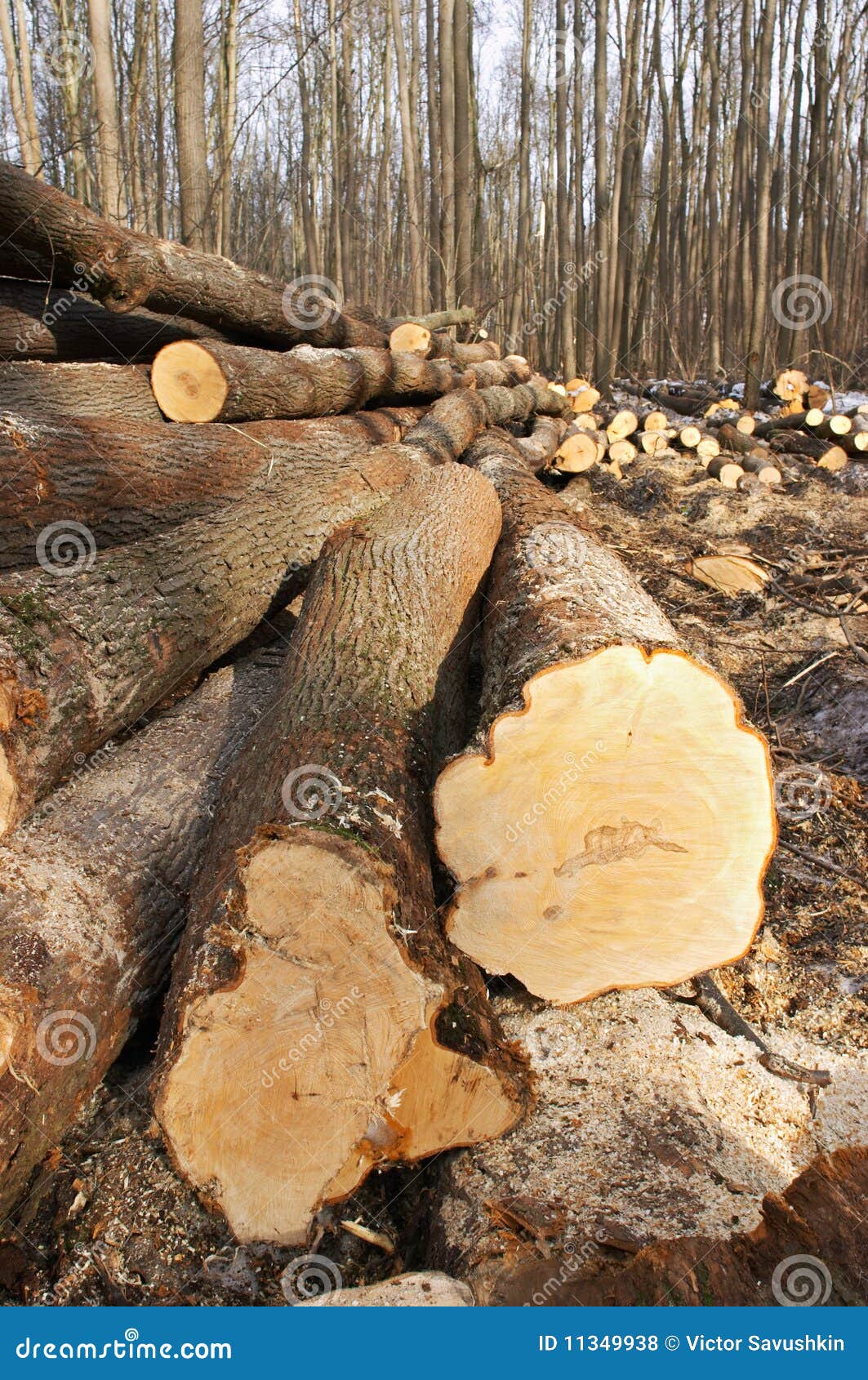 Wood felling stock photo. Image of brown, garden, growth - 11349938