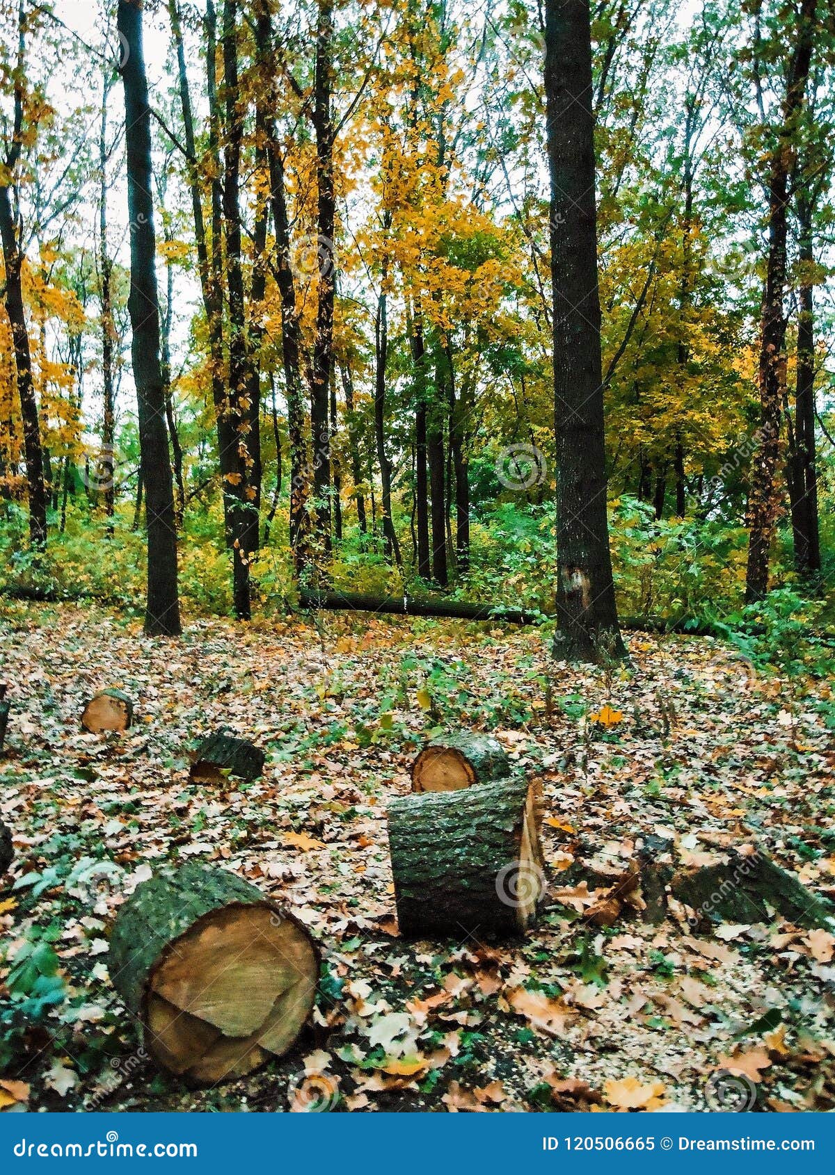 Forest with felling trees. stock image. Image of agave - 120506665