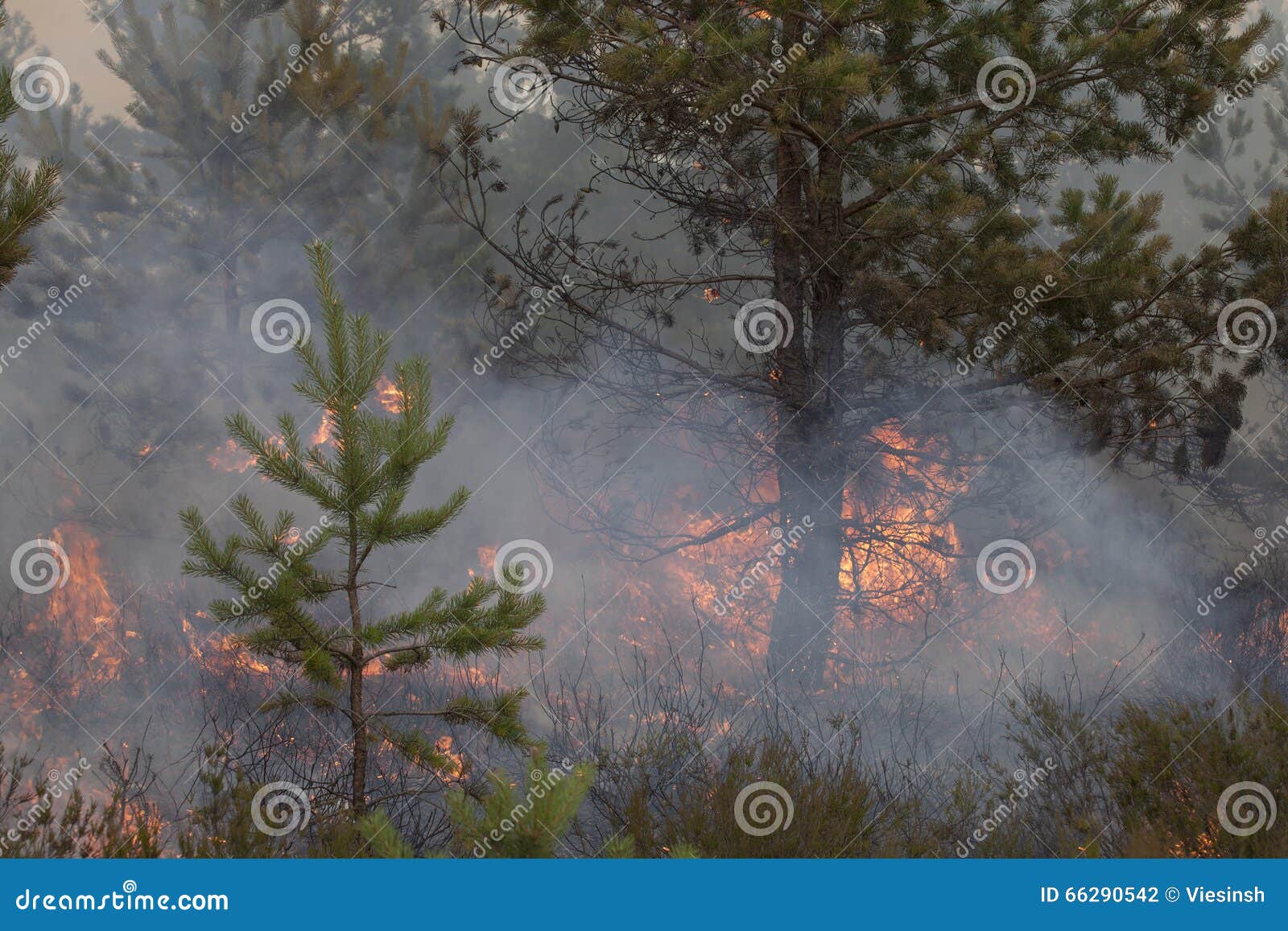 Wood fire stock photo. Image of burn, tree, nature, fire - 66290542