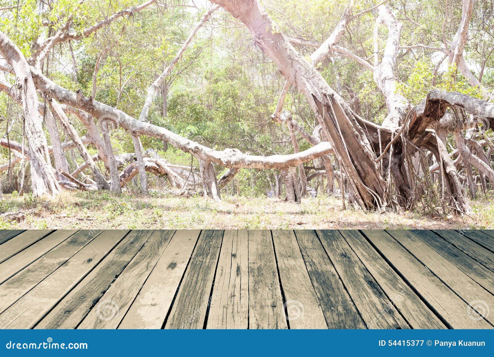 Wood Floor on Big Tree Root Stock Image - Image of land, clear: 54415377
