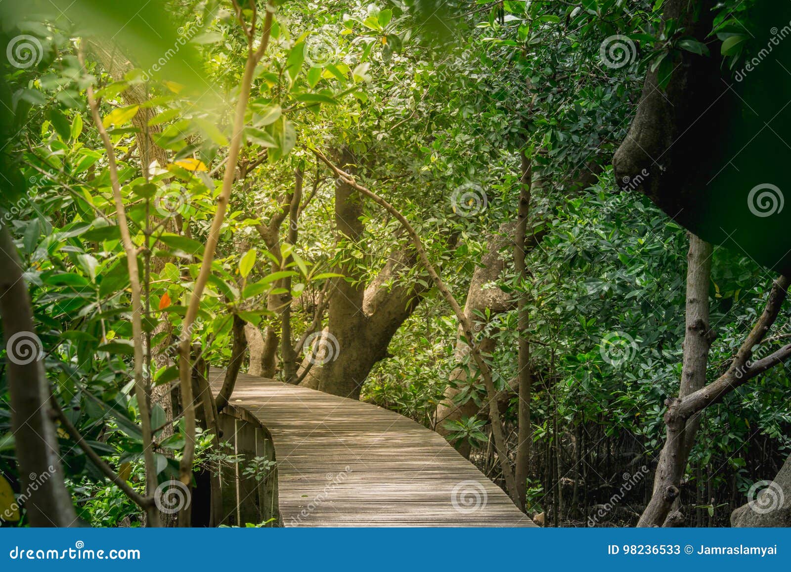 Wood Floor with Bridge in the Forest in Mangrove Forest. Stock Image ...