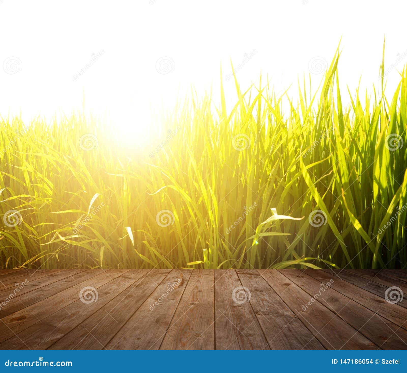 Wood Floor at Paddy Rice Field Stock Photo - Image of grow, harvest ...