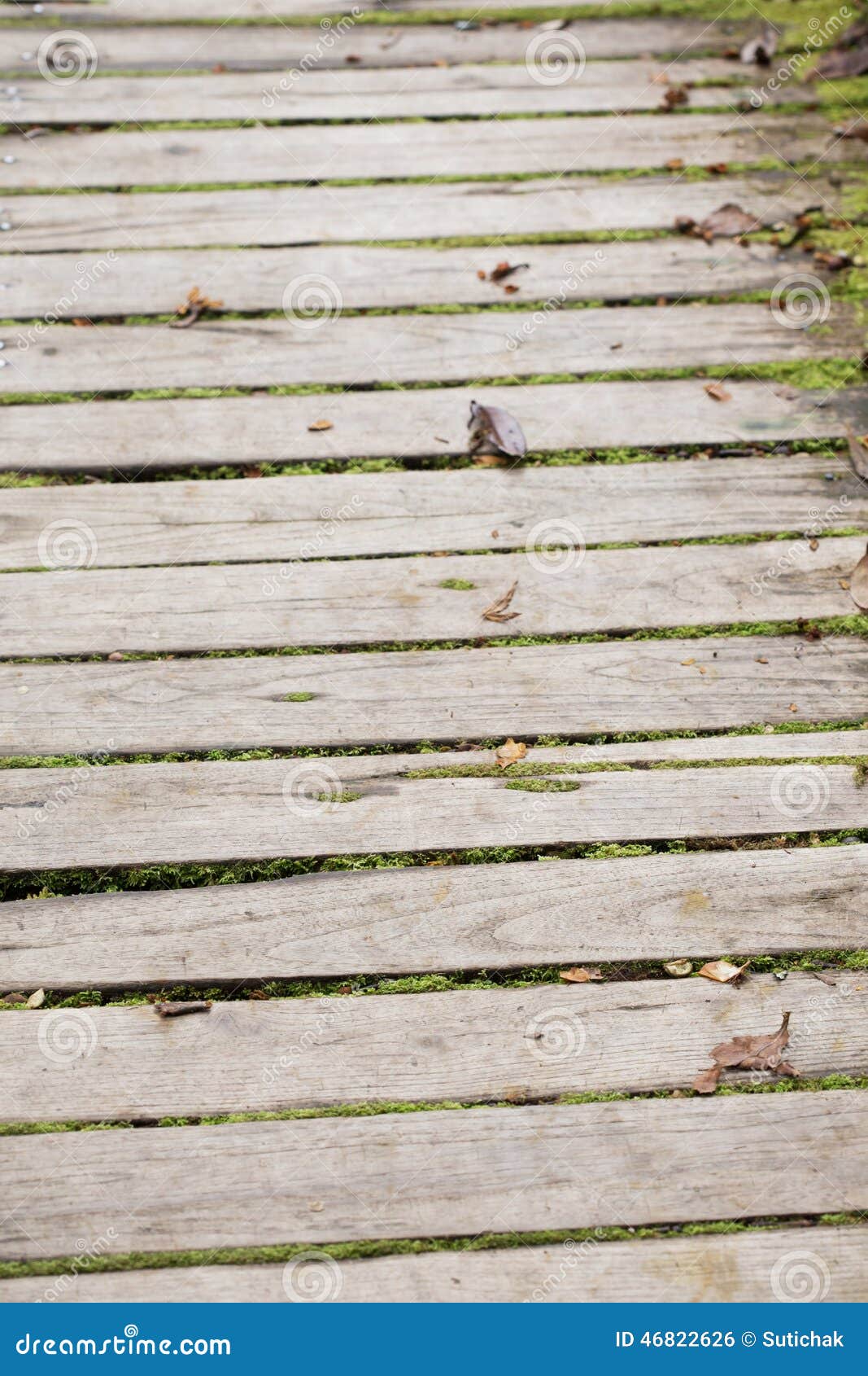 Wood floor panel texture stock photo. Image of plant - 46822626