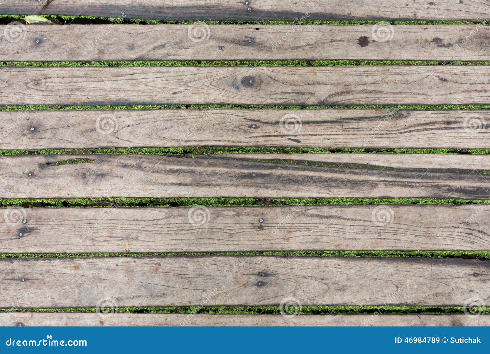 Wood floor panel texture stock image. Image of moss, grain - 46984789