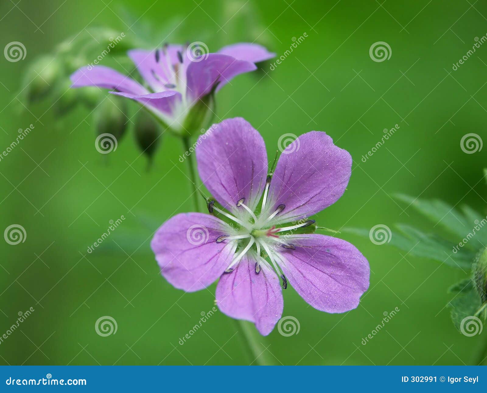 Wood flower stock image. Image of violet, flora, wild, green - 302991