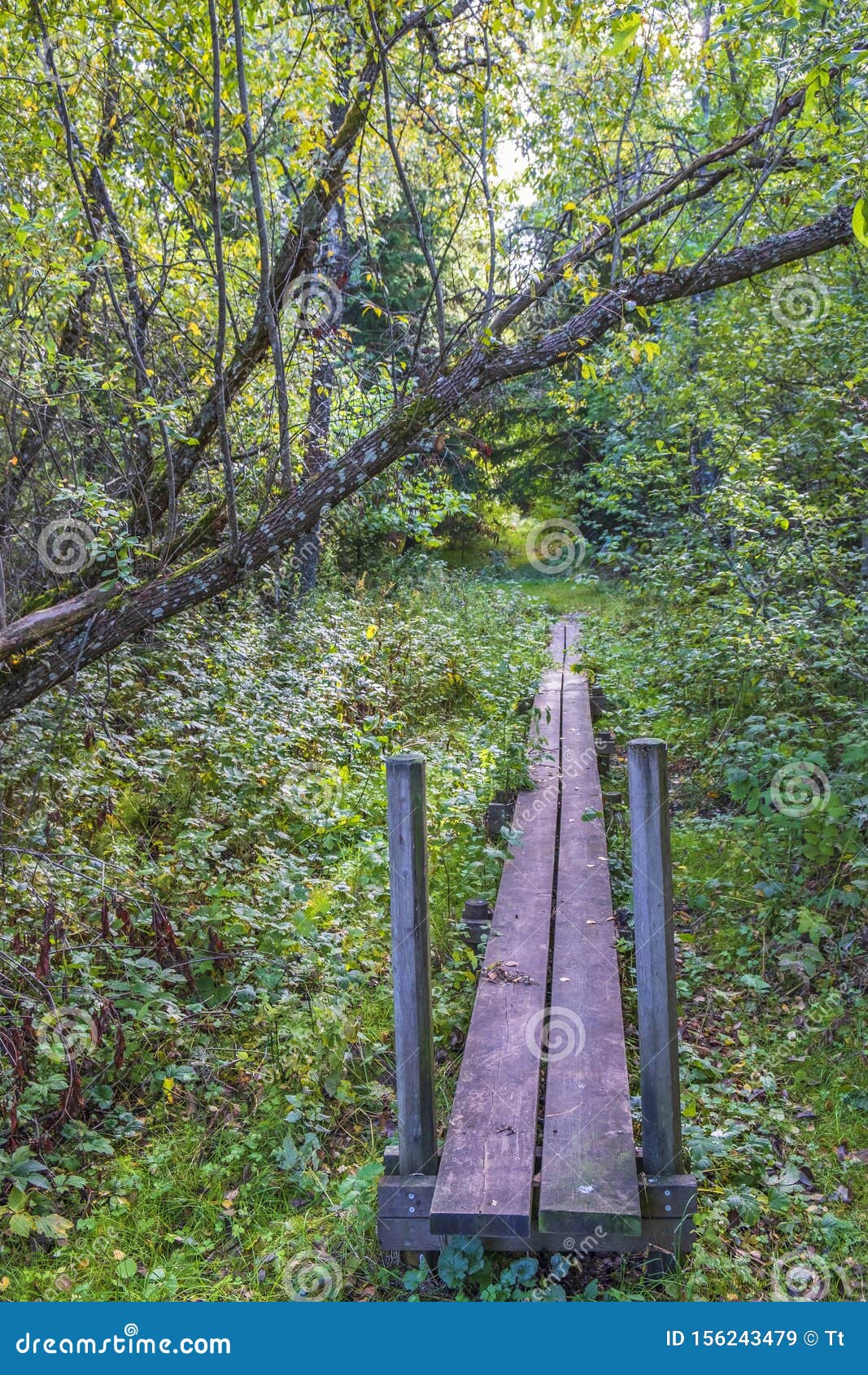 Wood Footbridge on a Footpath in the Forest Stock Image - Image of ...