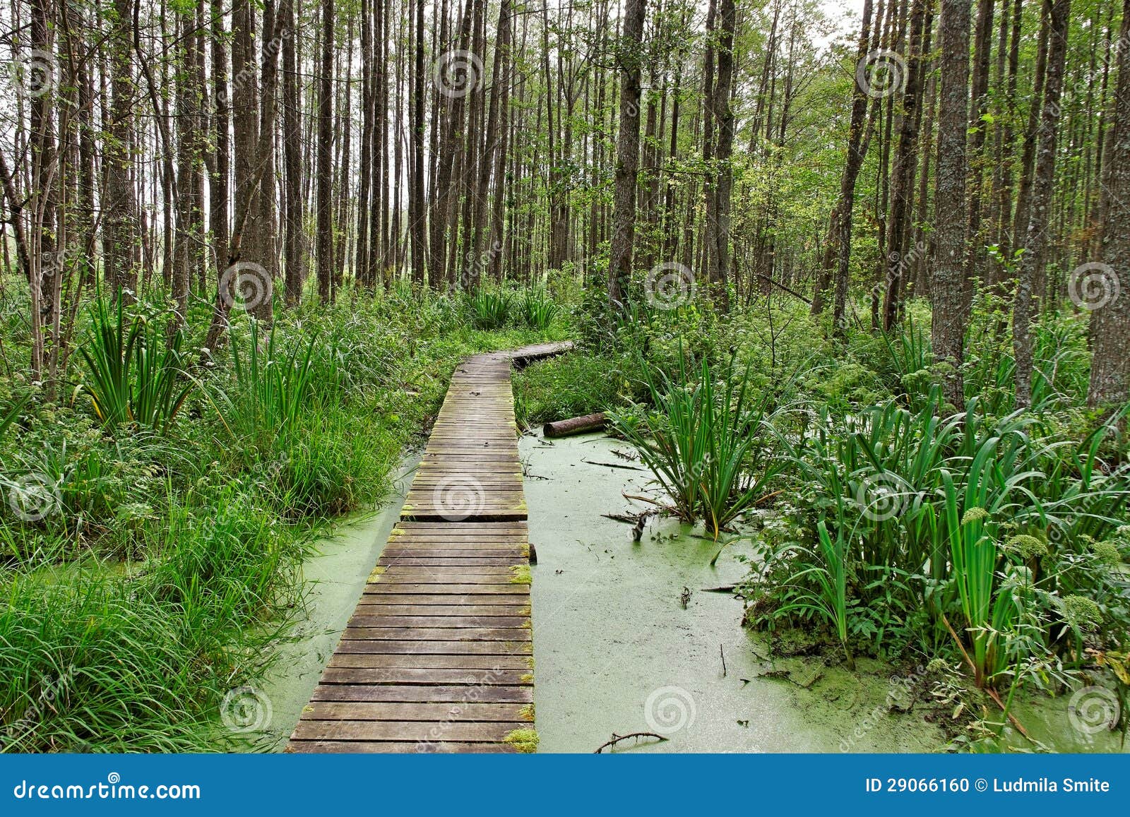 Wood footpath. stock photo. Image of spring, morass, horizontal - 29066160