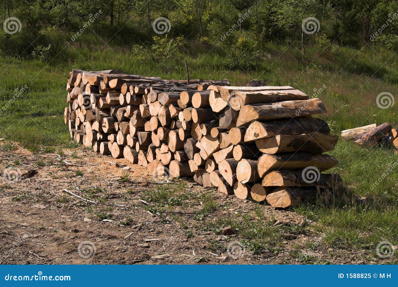 Wood at forest stock image. Image of nature, plant, plants - 1588825