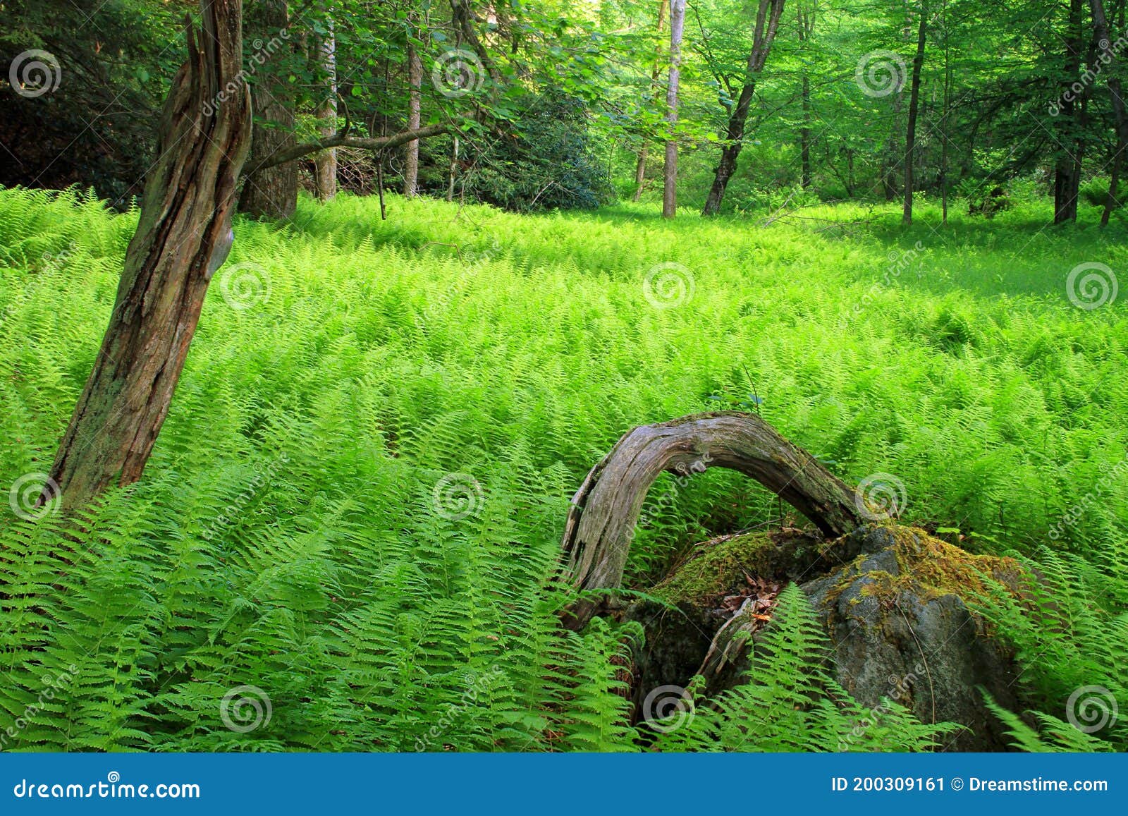 The wood in forest stock image. Image of environment - 200309161