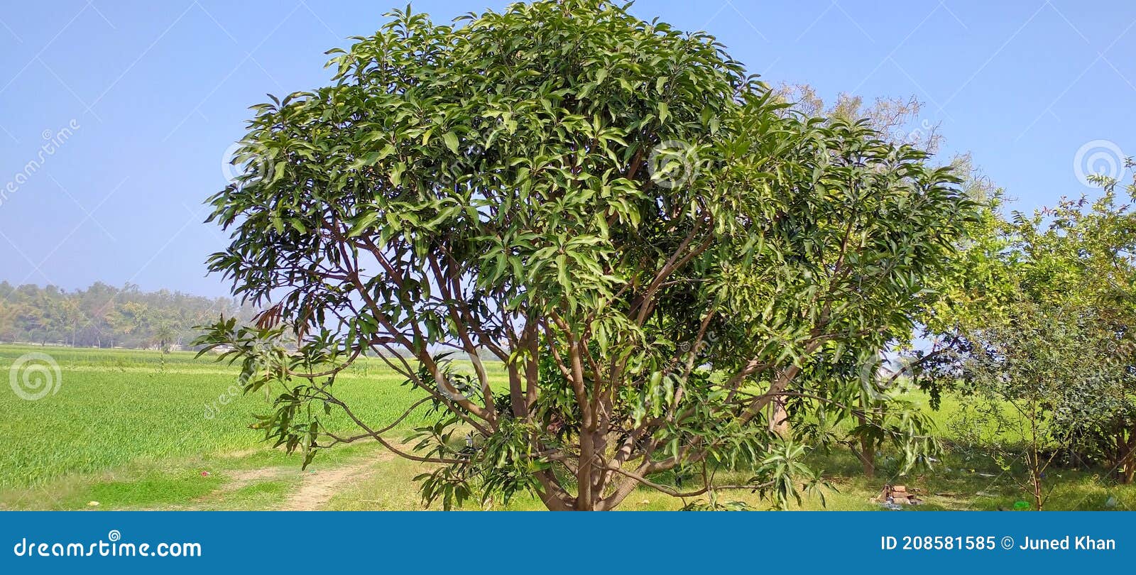 Mango tree stock image. Image of forest, tree, soil - 208581585