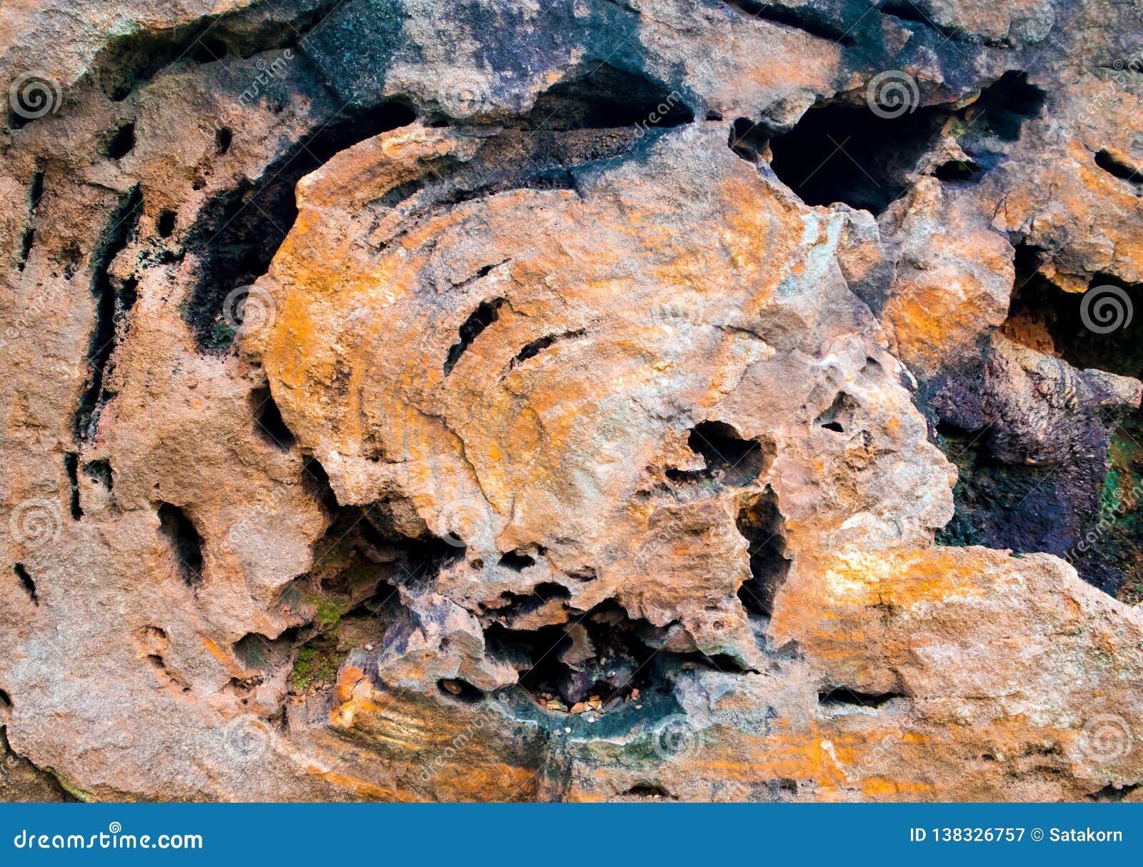 The Wood Fossil of a Large Tree in Complete Condition Stock Image ...