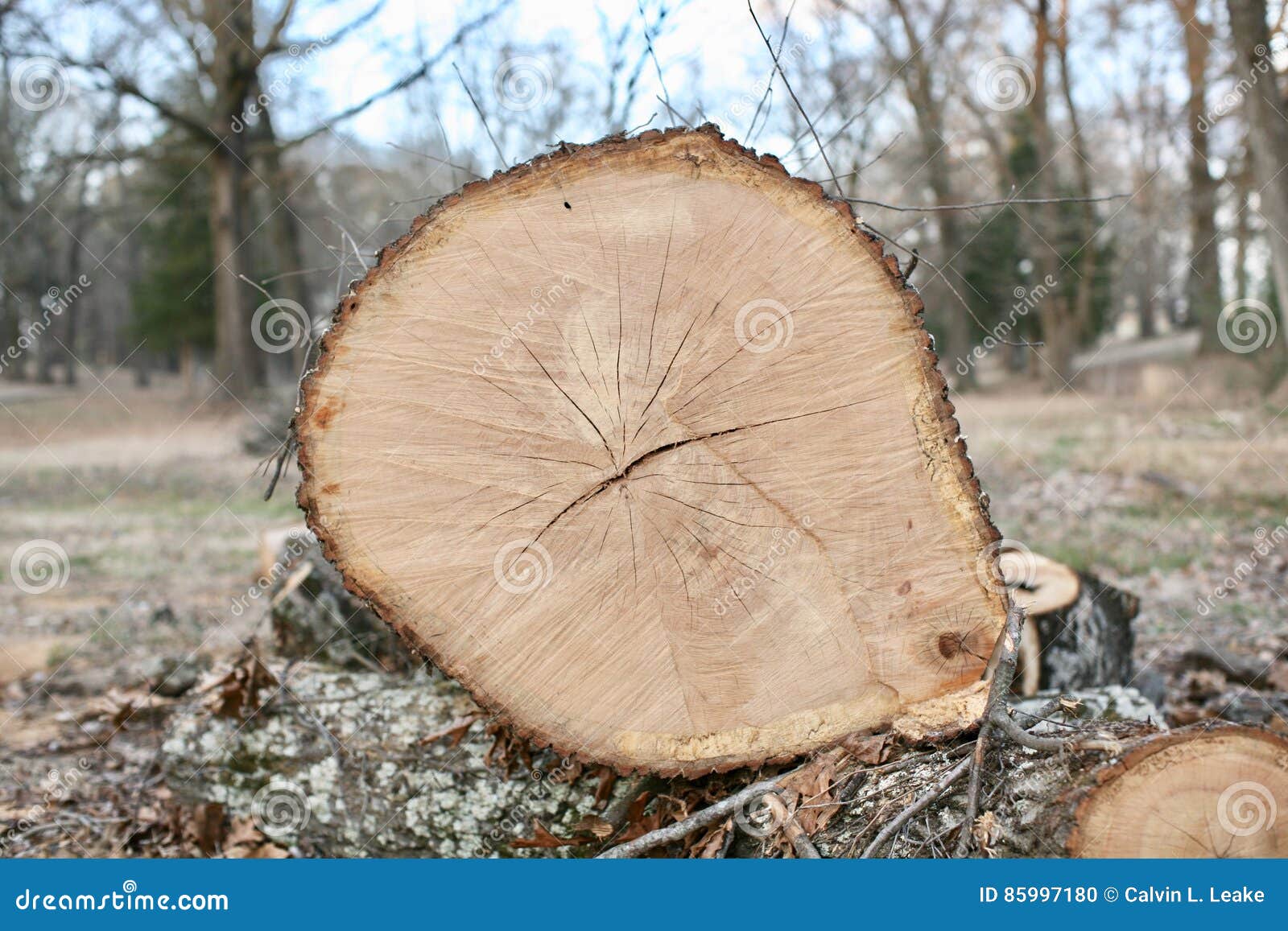 Wood Freshly Cut stock photo. Image of cord, heating - 85997180