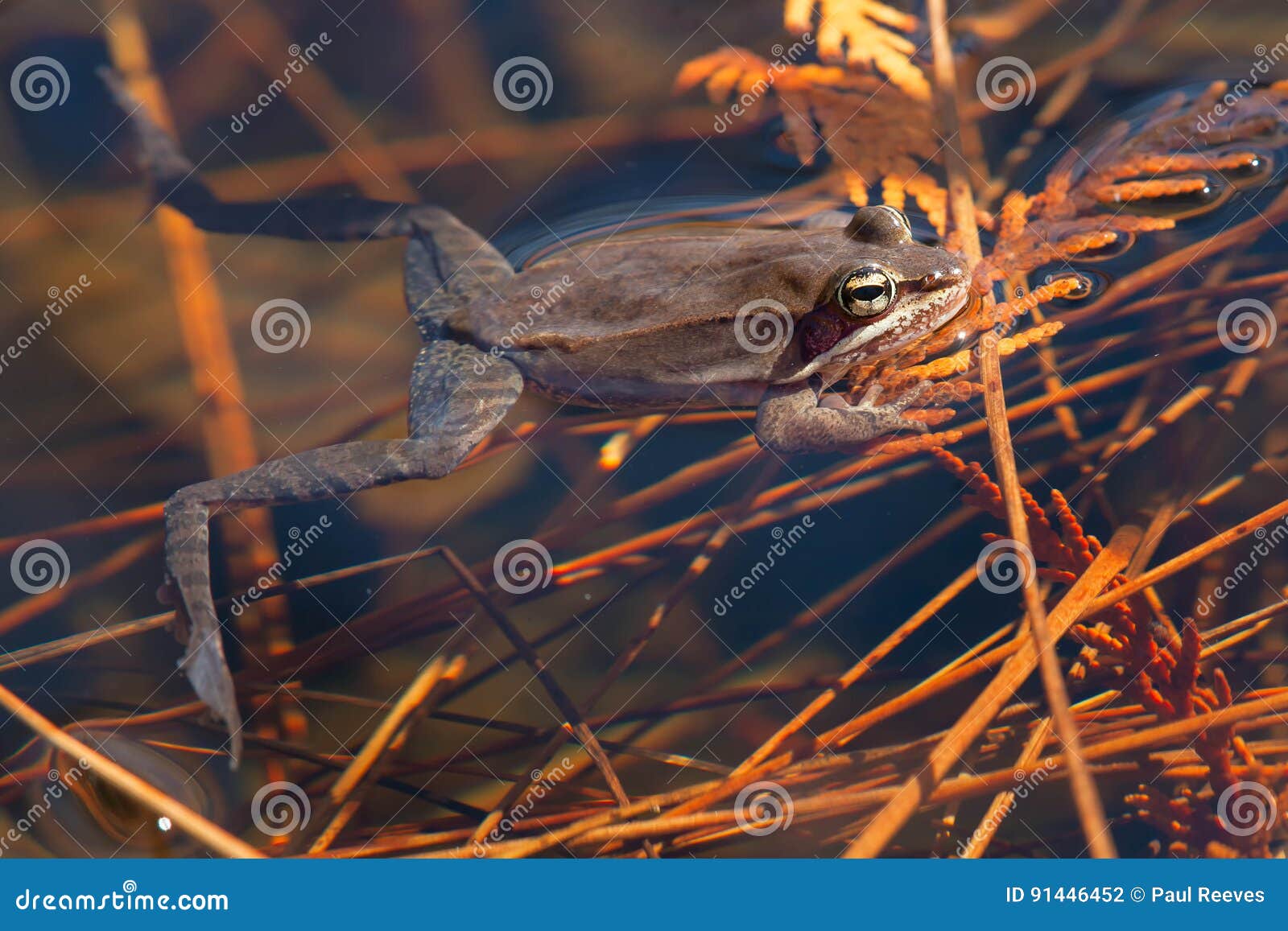 Wood Frog - Lithobates Sylvaticus Stock Photo - Image of living ...