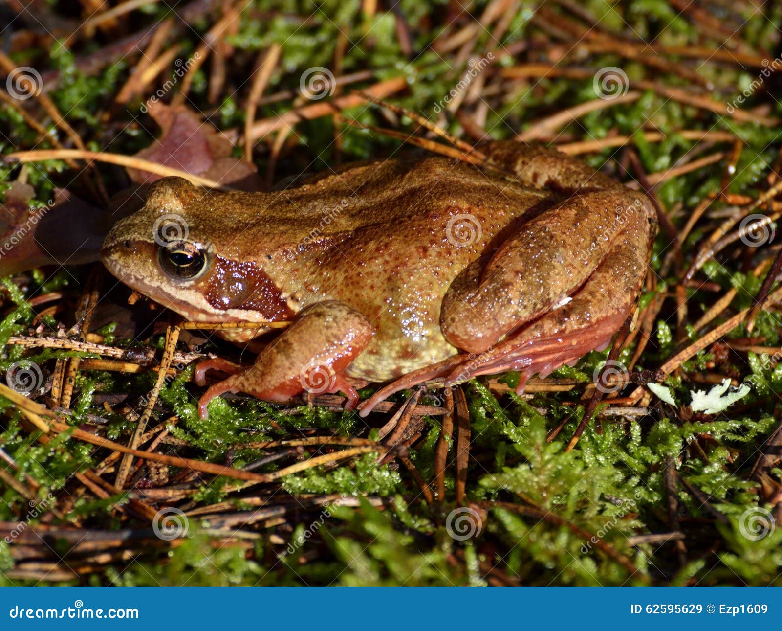 Wood frog stock image. Image of toad, wild, brown, warts - 62595629