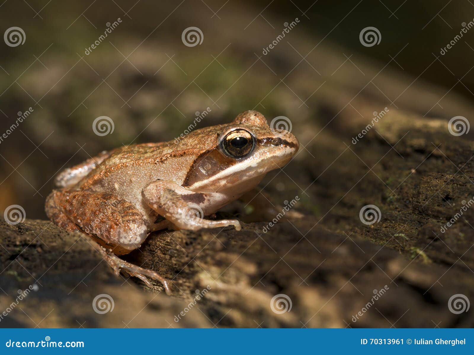 Wood frog stock image. Image of sitting, rana, ohio, toad - 70313961