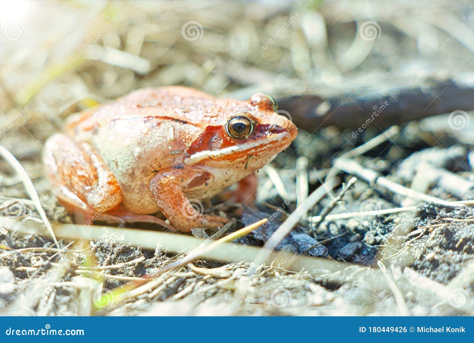 Wood Frog Warming Up on Spring Sun Stock Photo - Image of invertebrate ...