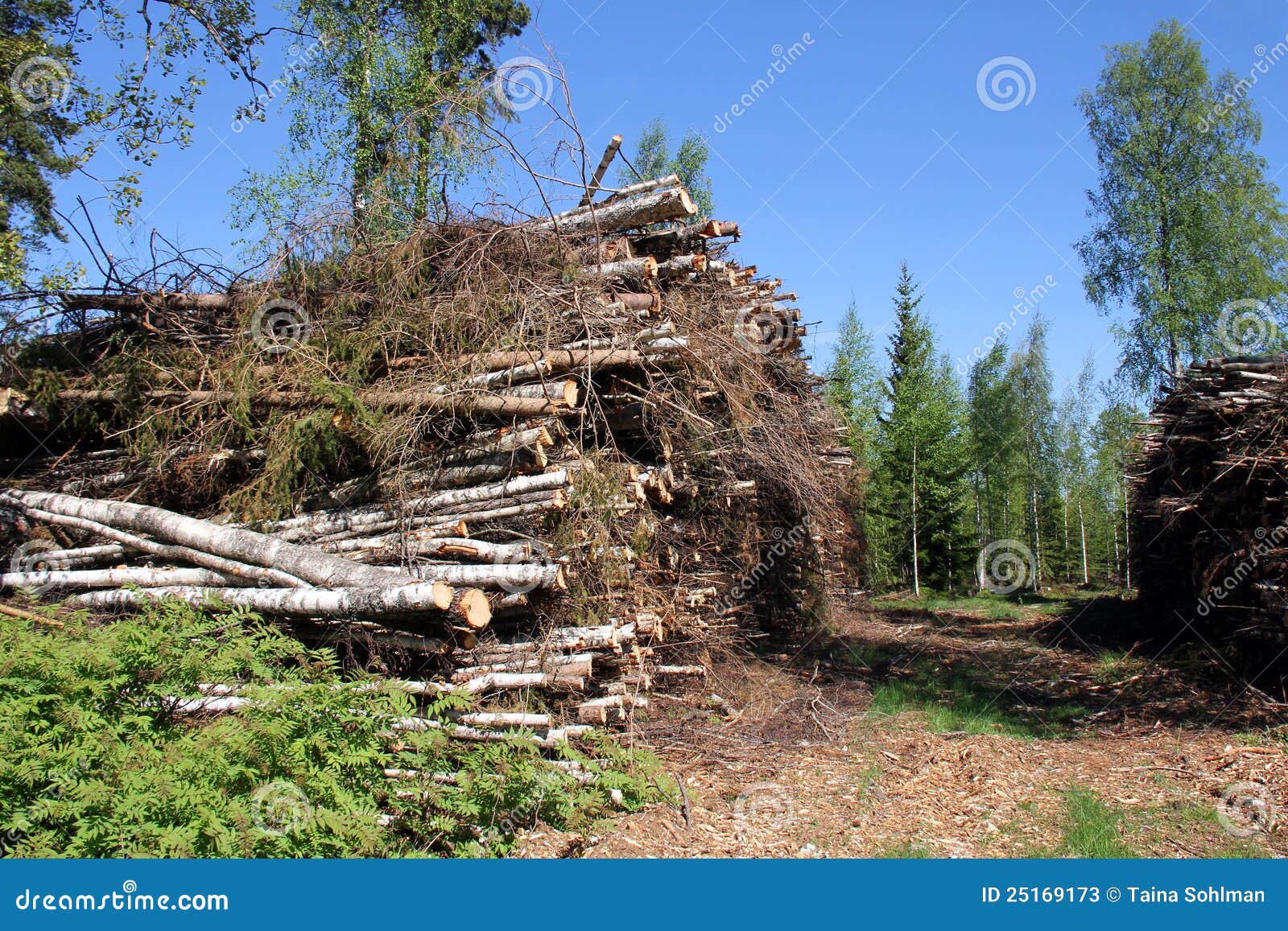 Wood Fuel for Power and Energy in Summer Forest Stock Image - Image of ...