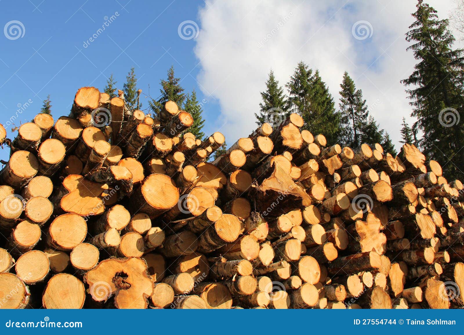 Wood Fuel in Spruce Forest stock photo. Image of pulp - 27554744