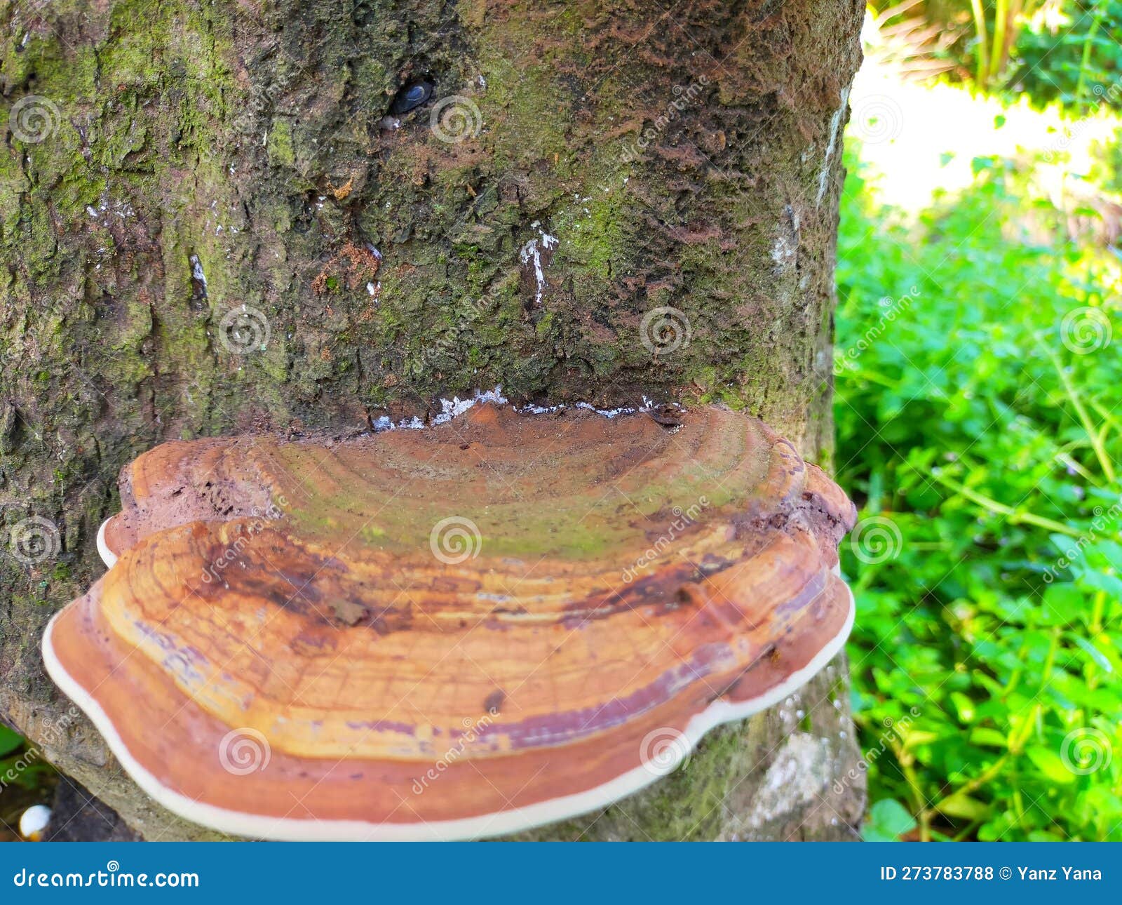 Wood Fungus or Ganoderma Applanatum Mushroom Stock Photo - Image of ...