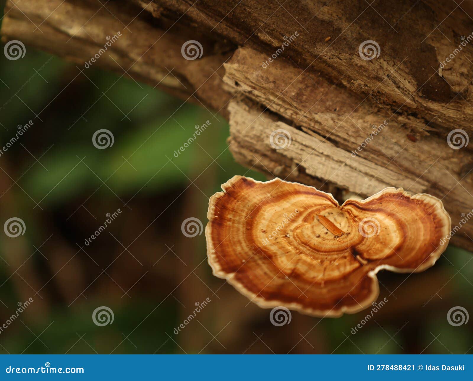Wood Fungus that Grows on Dead Trees Stock Image - Image of wood, trees ...
