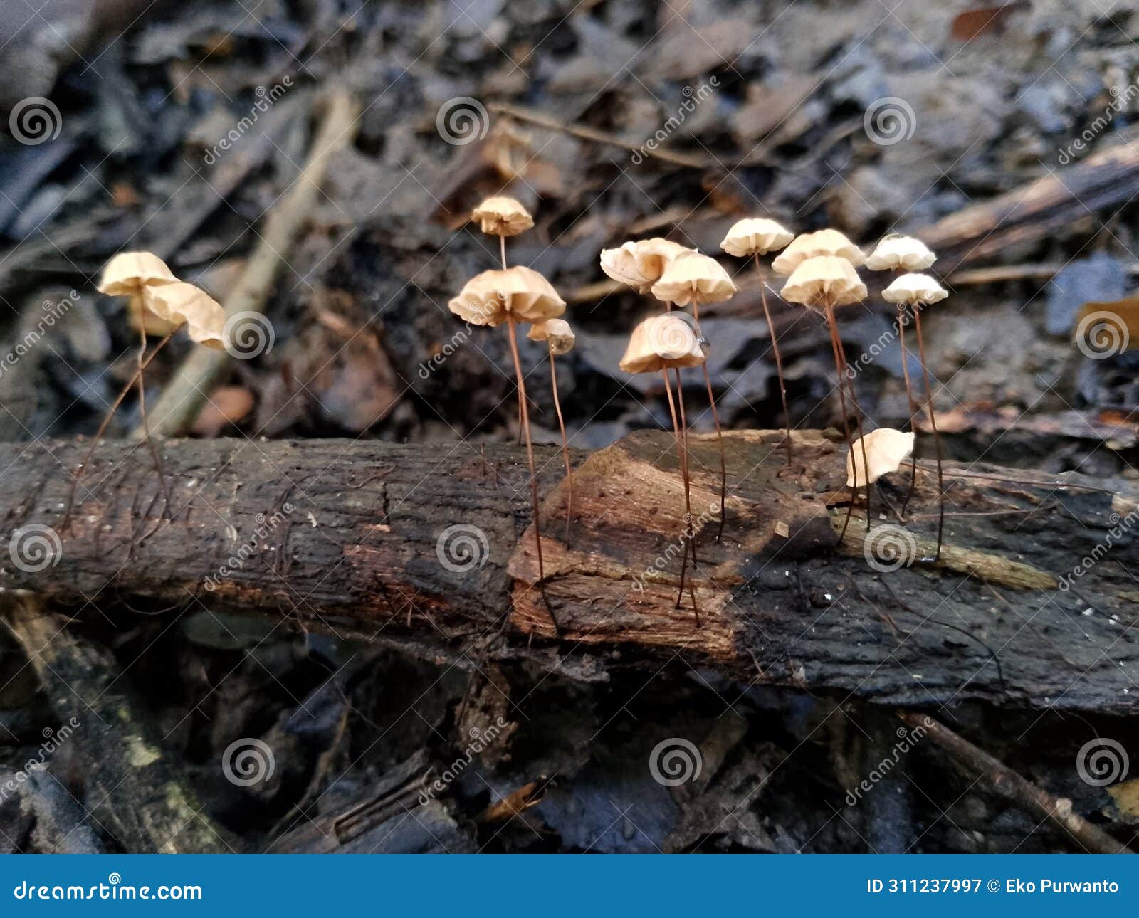 Wood Fungus that Grows on Rotting Wood in the Yard Stock Image - Image ...