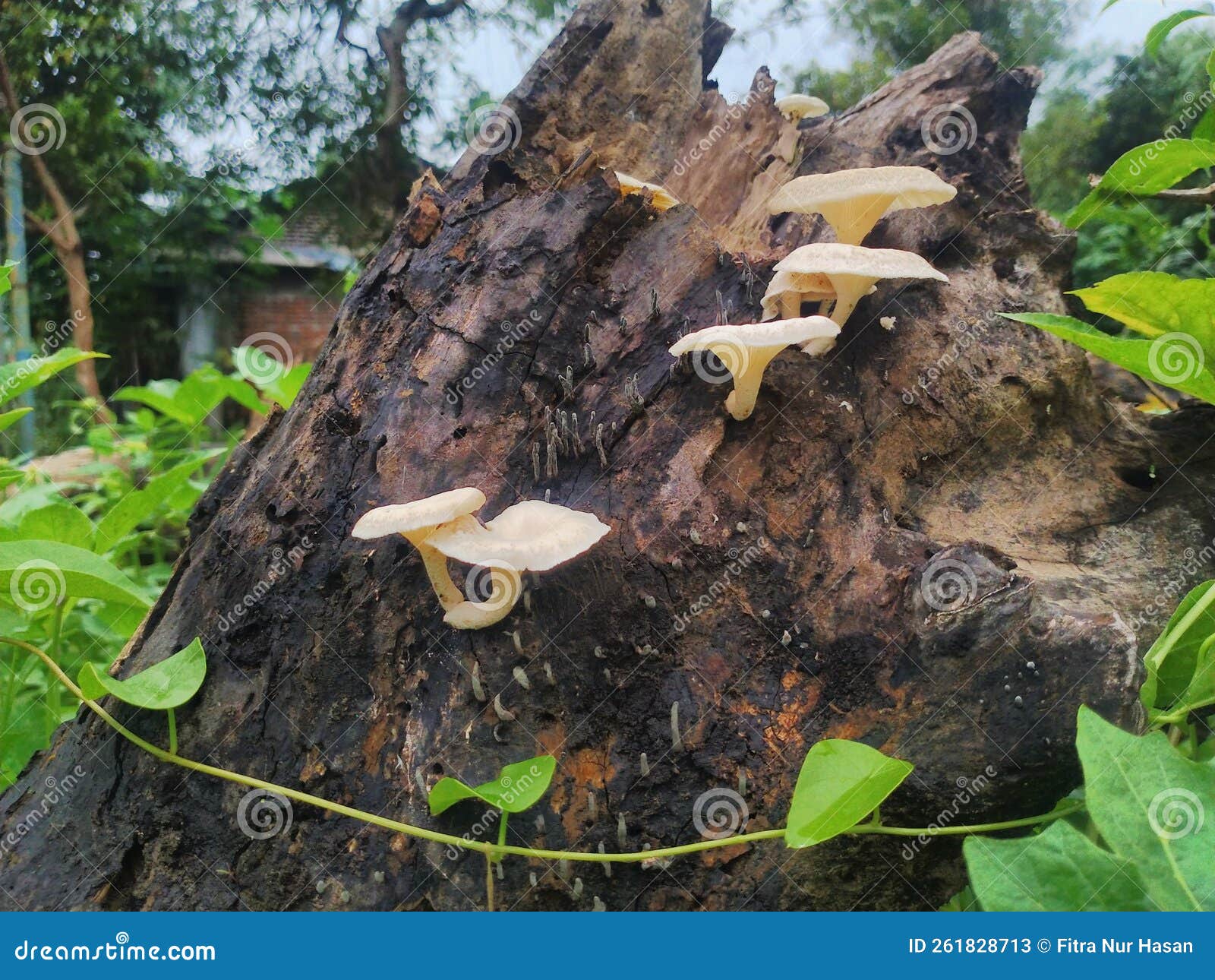 Wood fungus on trees stock image. Image of fungus, trunk - 261828713