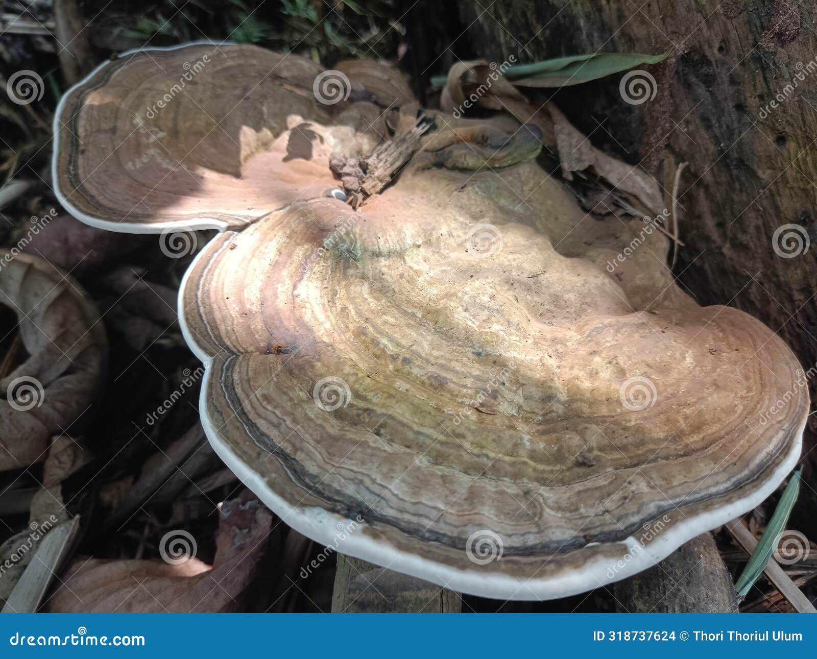The Wood Ganoderma Fungus Thrives on Rotting Tree Trunks in Tropical ...