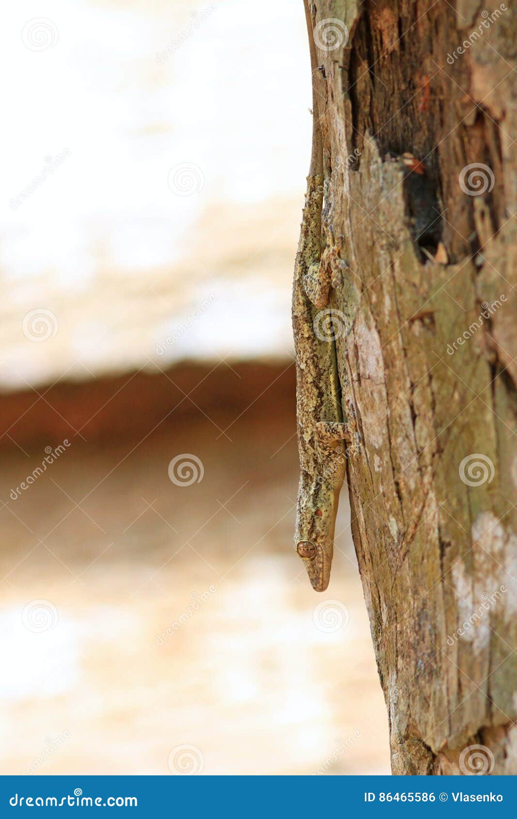 The Wood gecko stock photo. Image of masking, lizards - 86465586