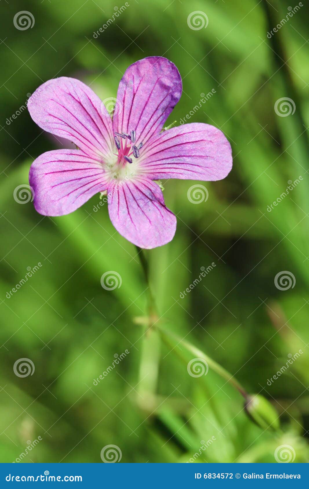 Wood geranium stock photo. Image of plant, wildflower - 6834572