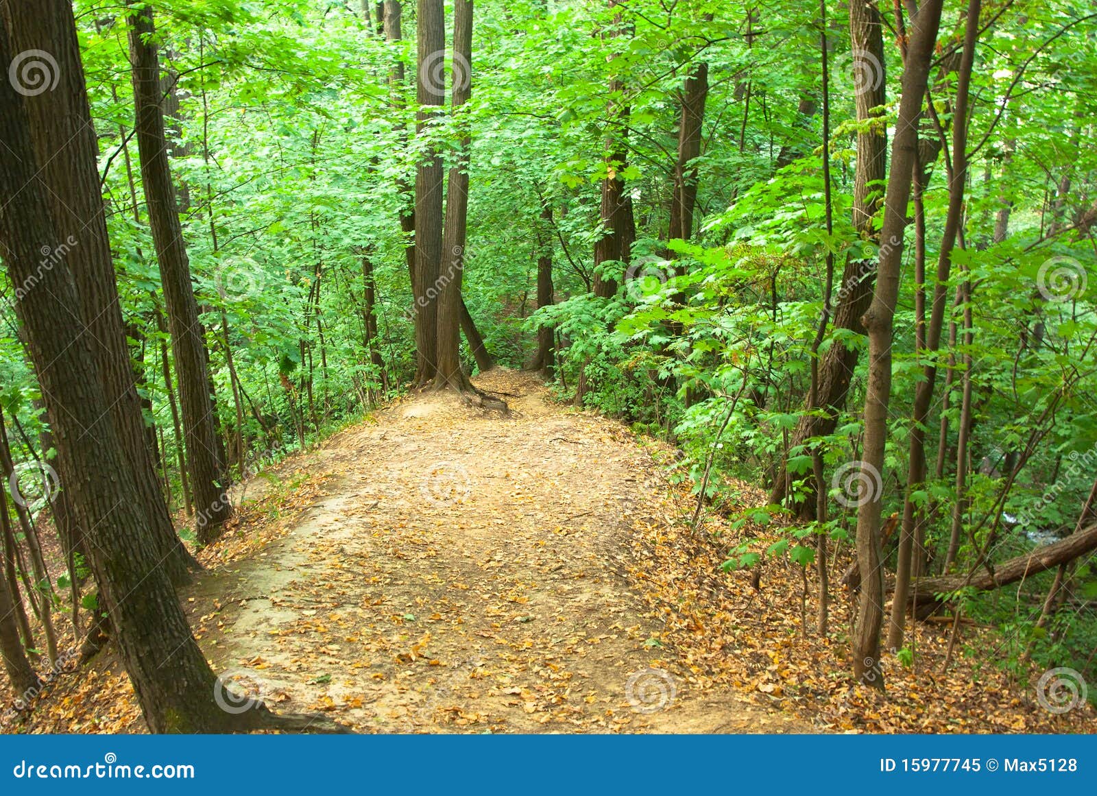 Wood glade stock image. Image of trees, park, natural - 15977745