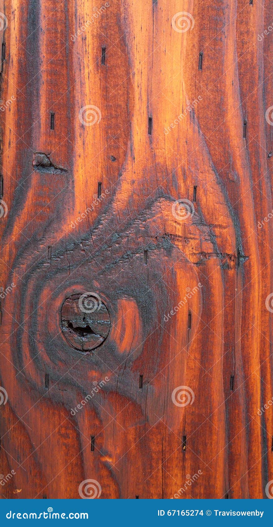 Wood grain bark texture stock photo. Image of photograph - 67165274