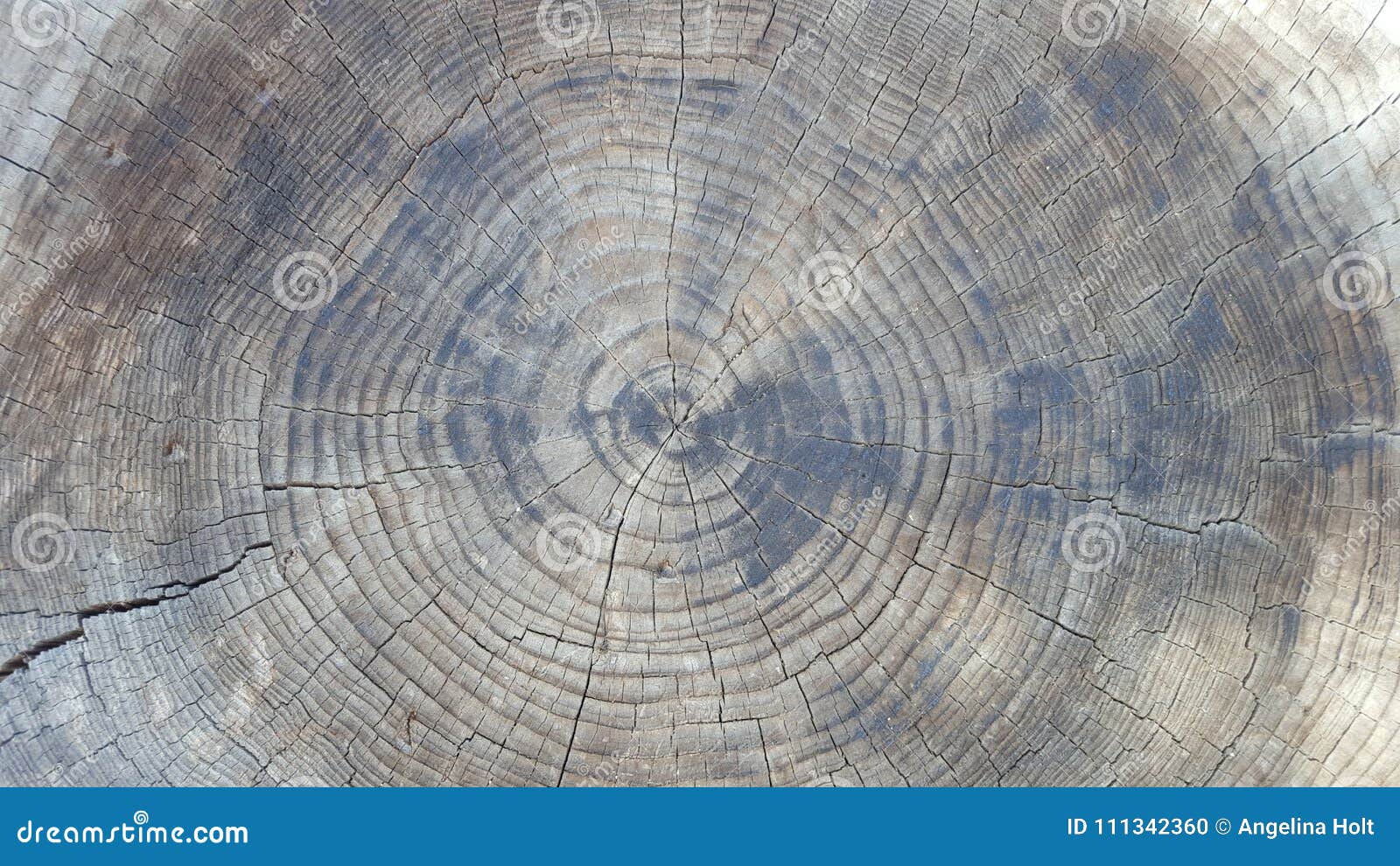 Wood grain close up stock photo. Image of grain, tree - 111342360