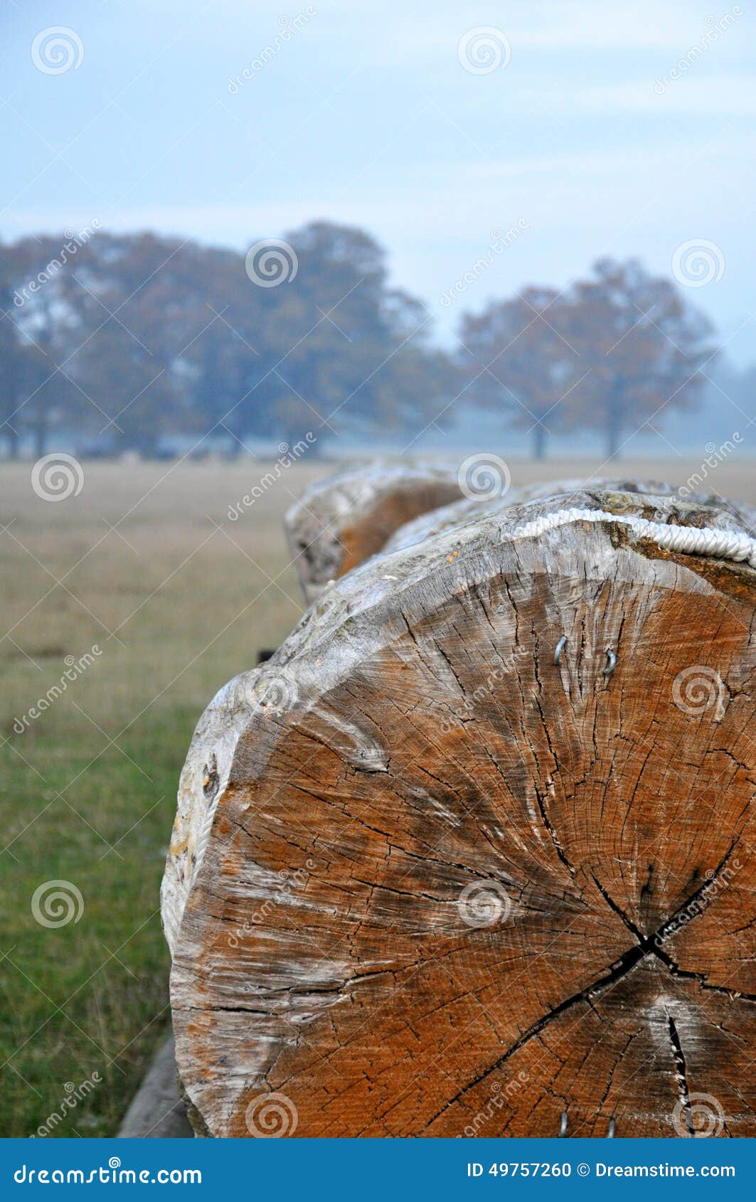Wood grain stock photo. Image of grain, colours, trees - 49757260
