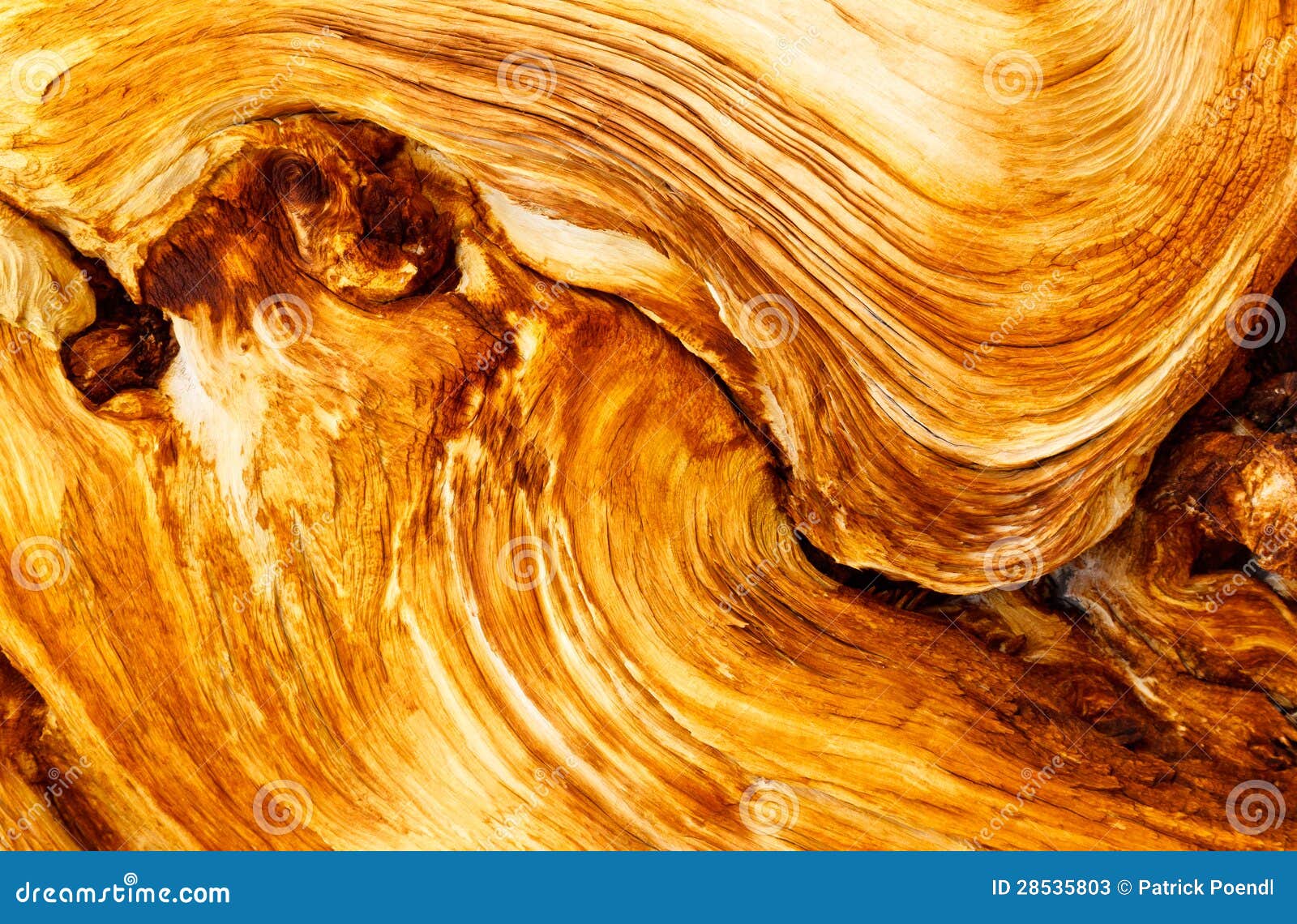 Wood Grain of Dead Pine Tree Stock Image - Image of abstract ...