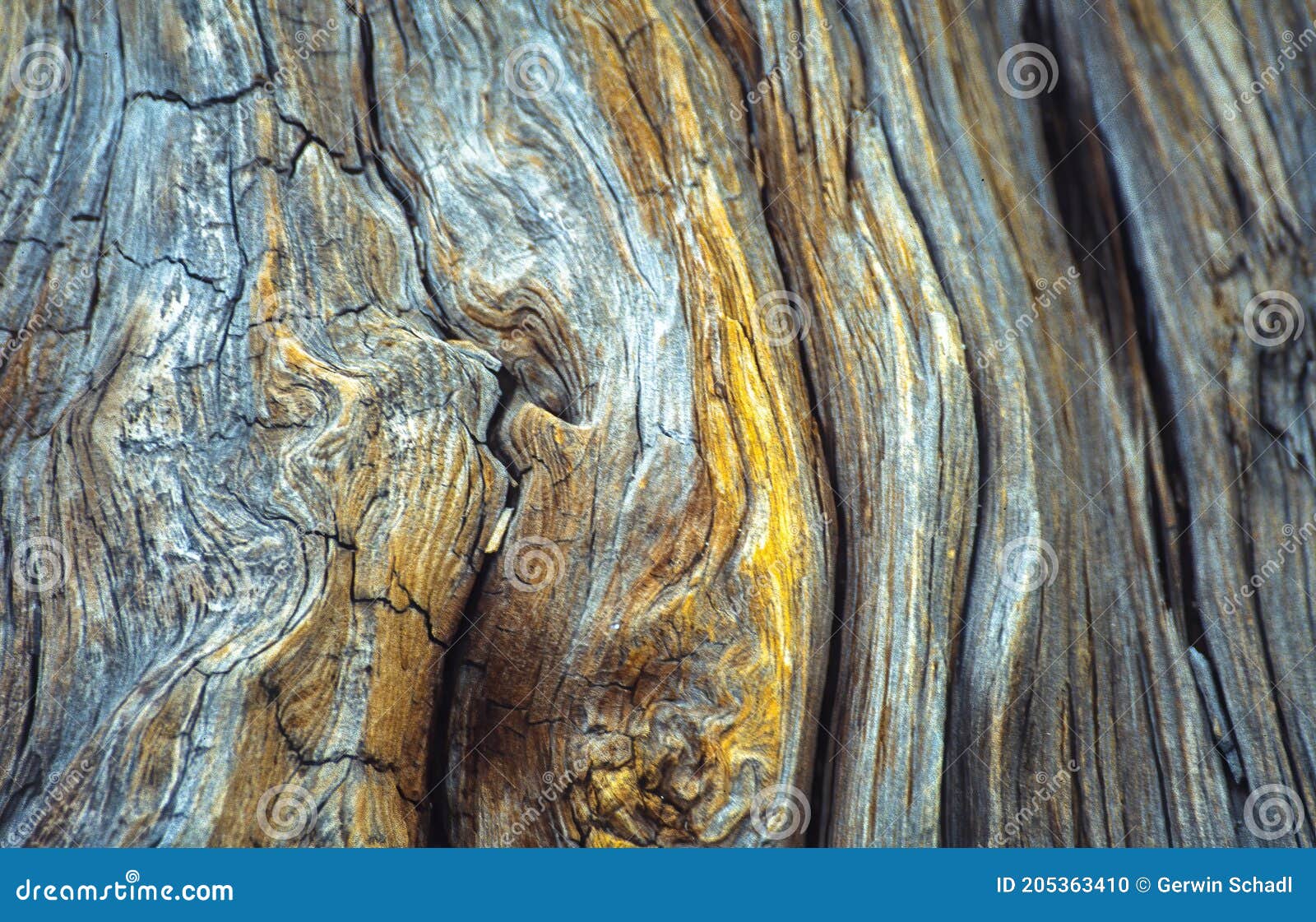 Gnarled Tree Stump Wood Structure of a Dead Tree Stock Photo - Image of ...
