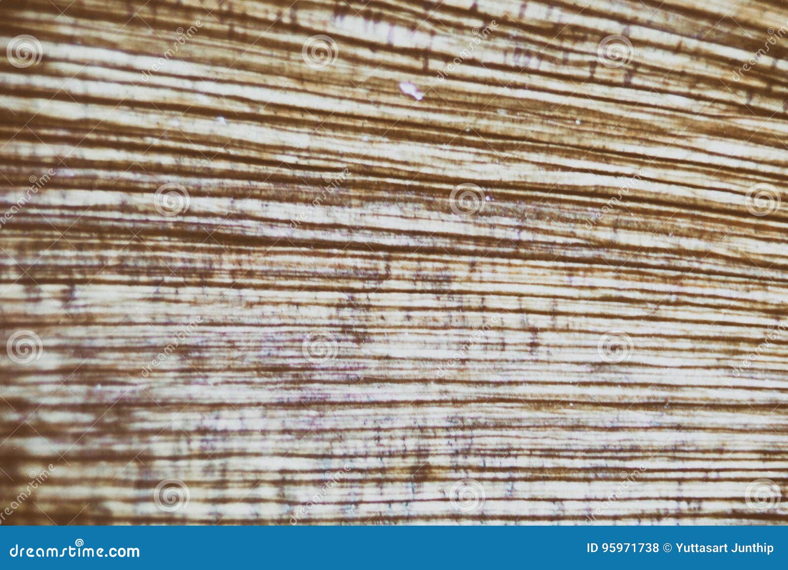 Wood grain stock photo. Image of longitudinal, board - 95971738