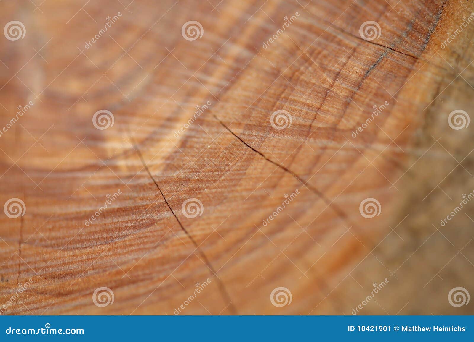 Wood grain macro shot stock image. Image of concentric - 10421901