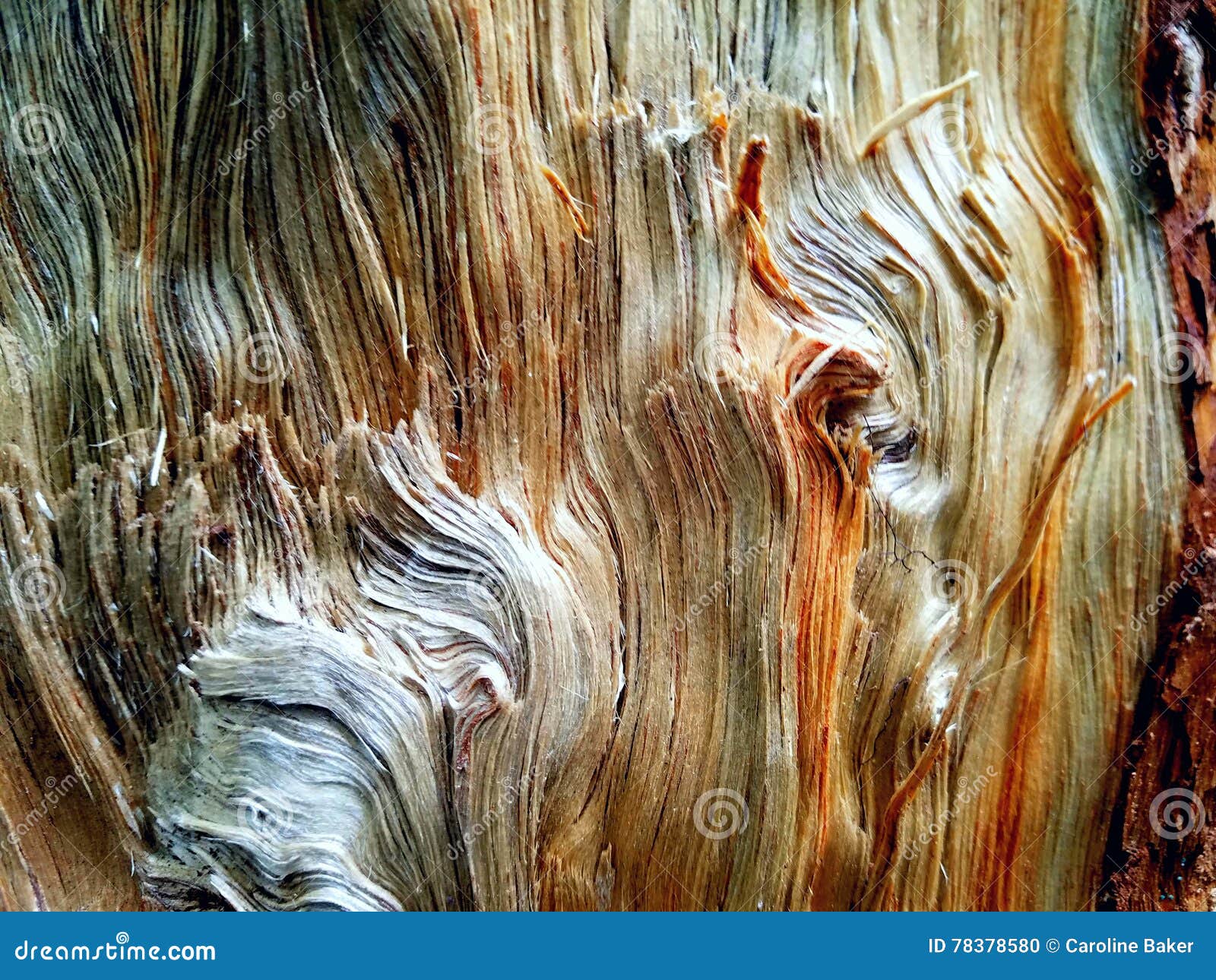 Wood grain on pine stock photo. Image of exposed, pine - 78378580