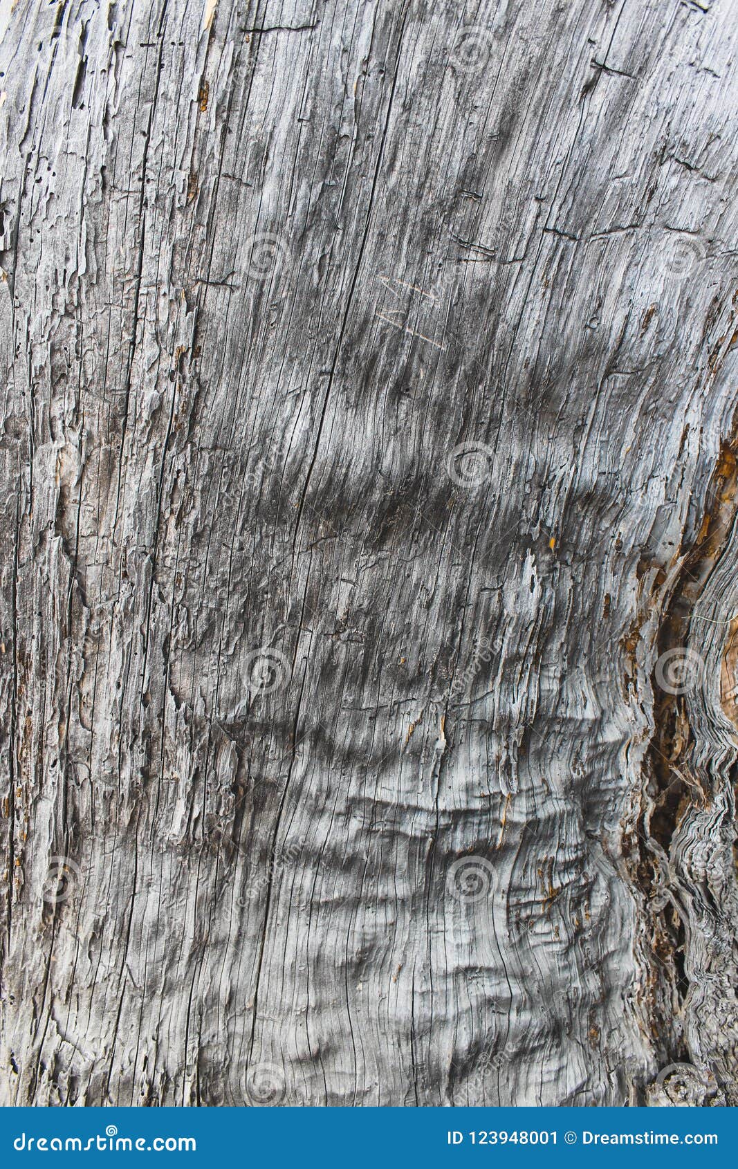 Wood Grain Texture stock image. Image of pattern, dark - 123948001