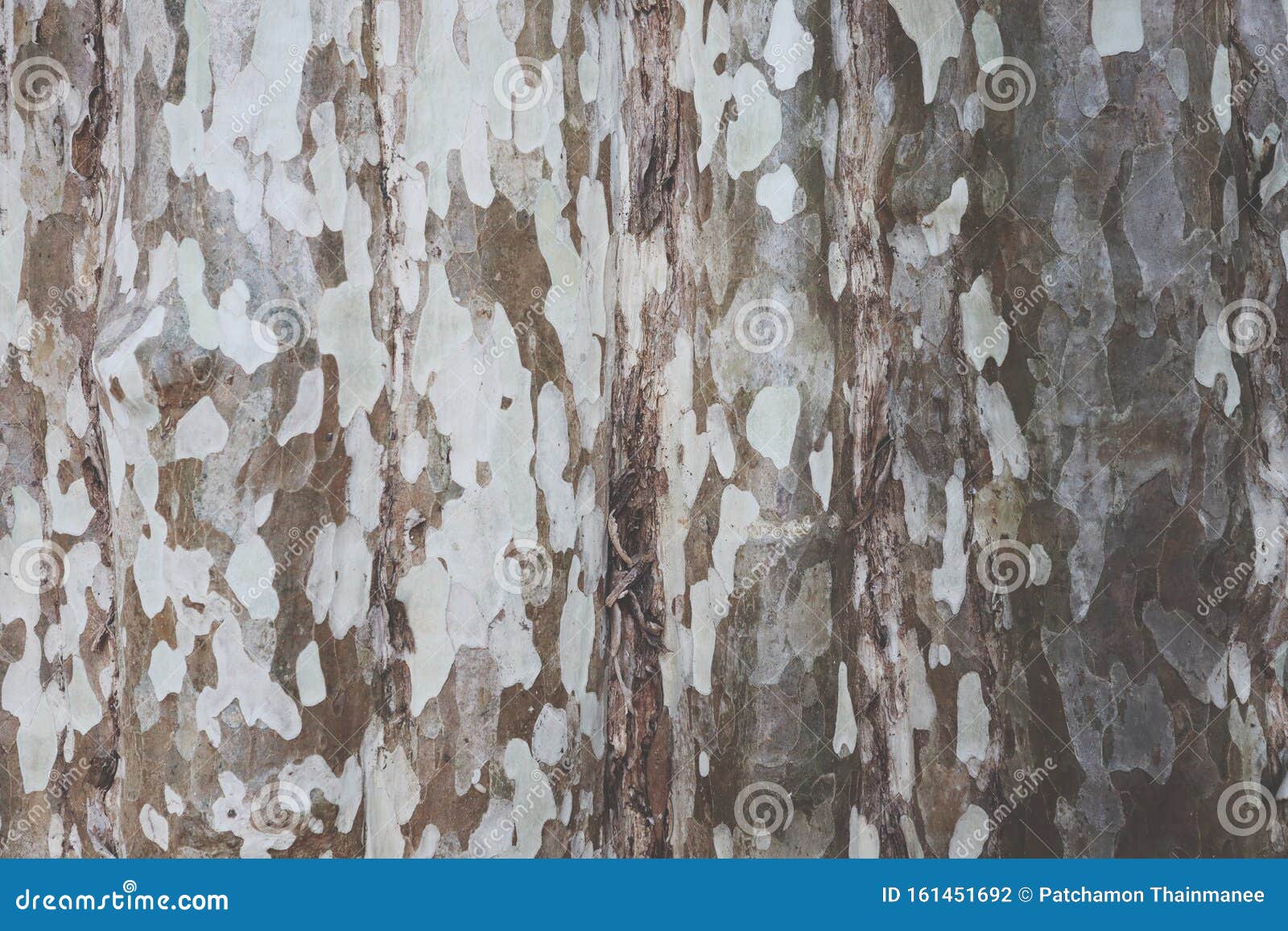 Wood Grain Texture, Trees, Images for the Background Copy Space ...