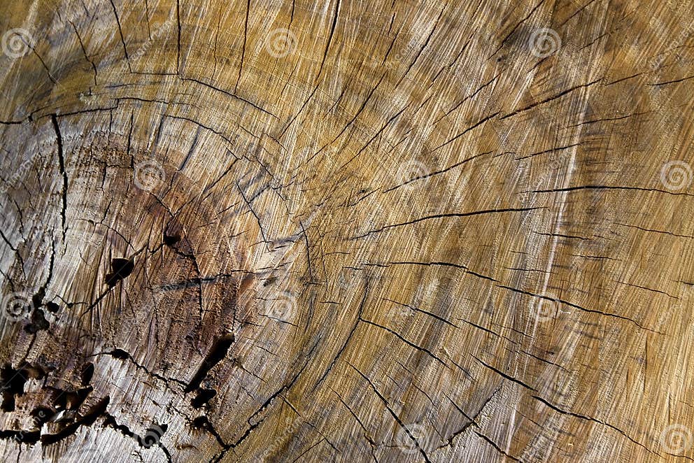 Wood Grain with Tree Rings of Growth Stock Image - Image of insect ...