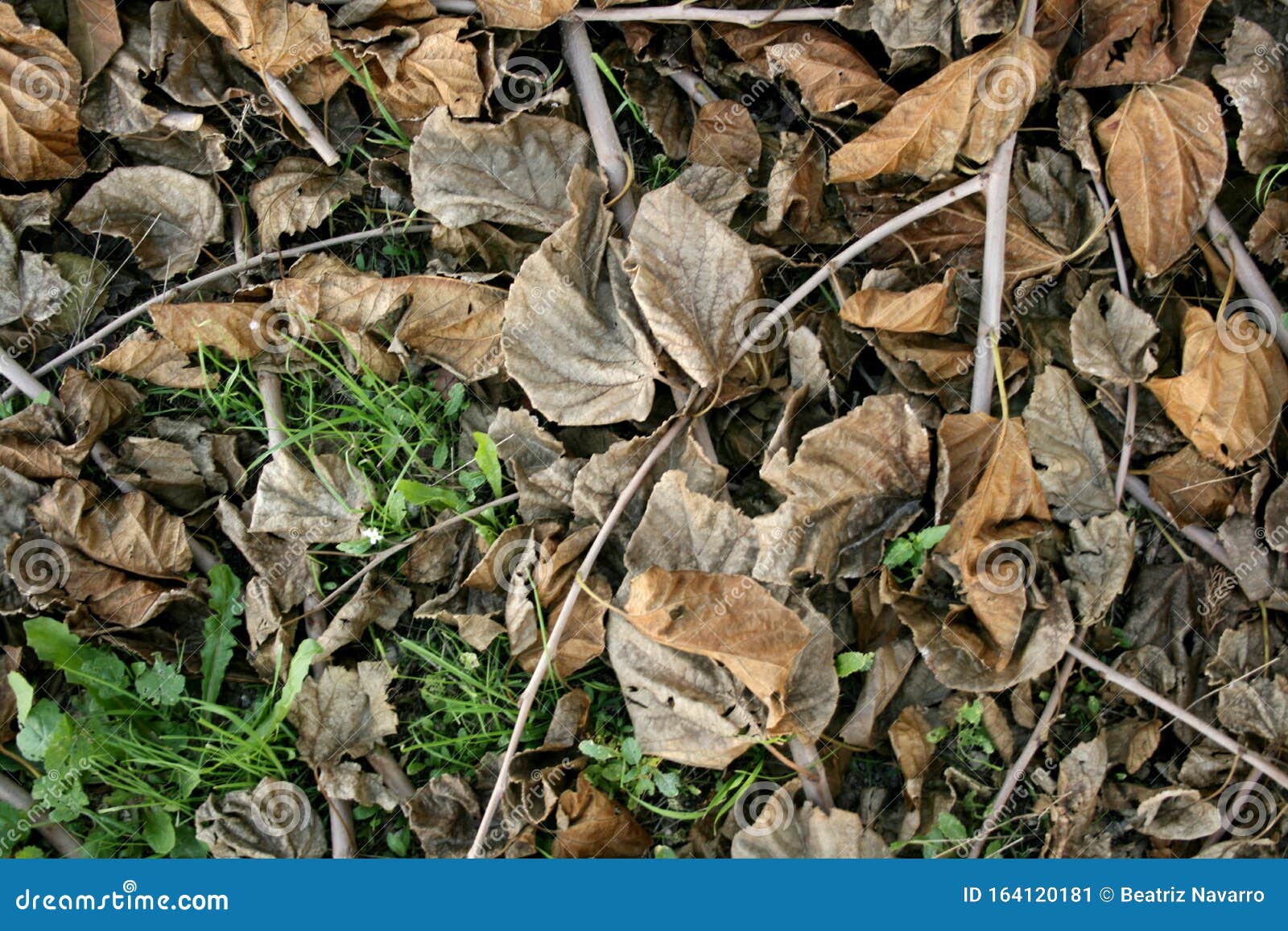 Wood ground texture stock image. Image of vegetation - 164120181
