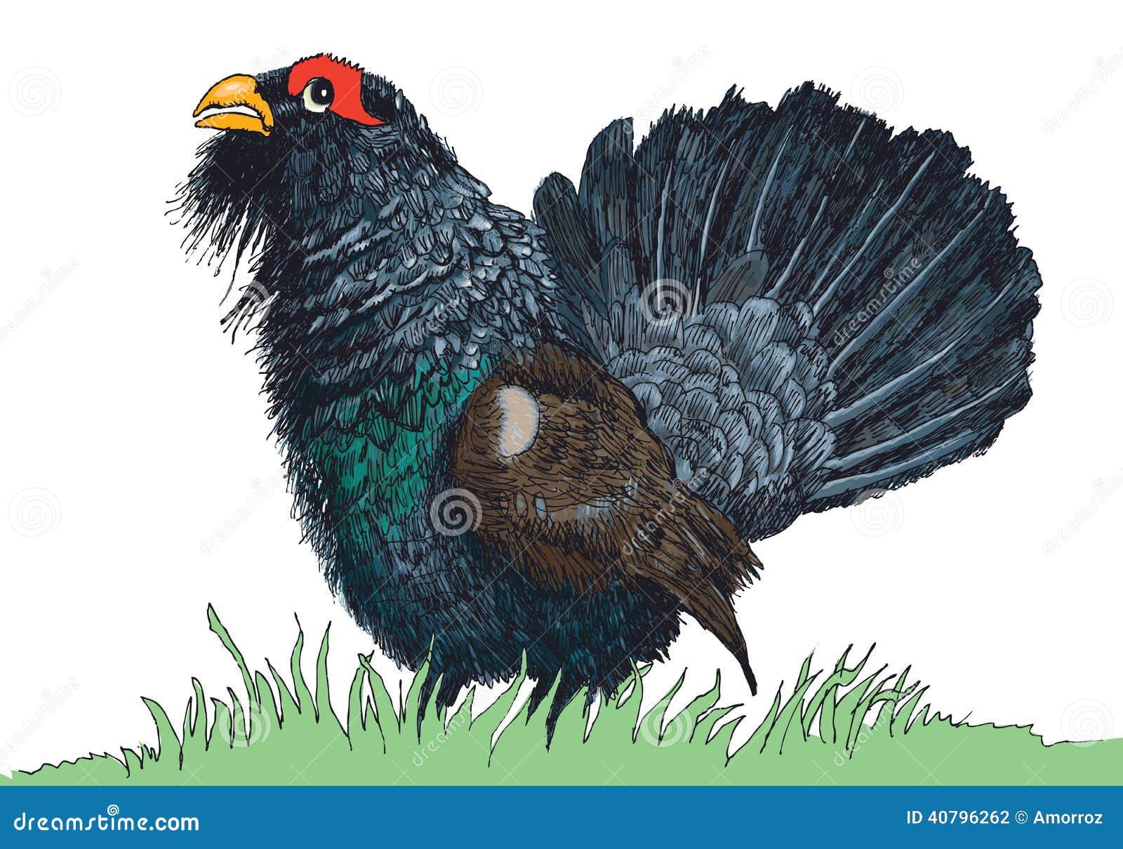 Wood grouse (vector) stock vector. Illustration of proud - 40796262