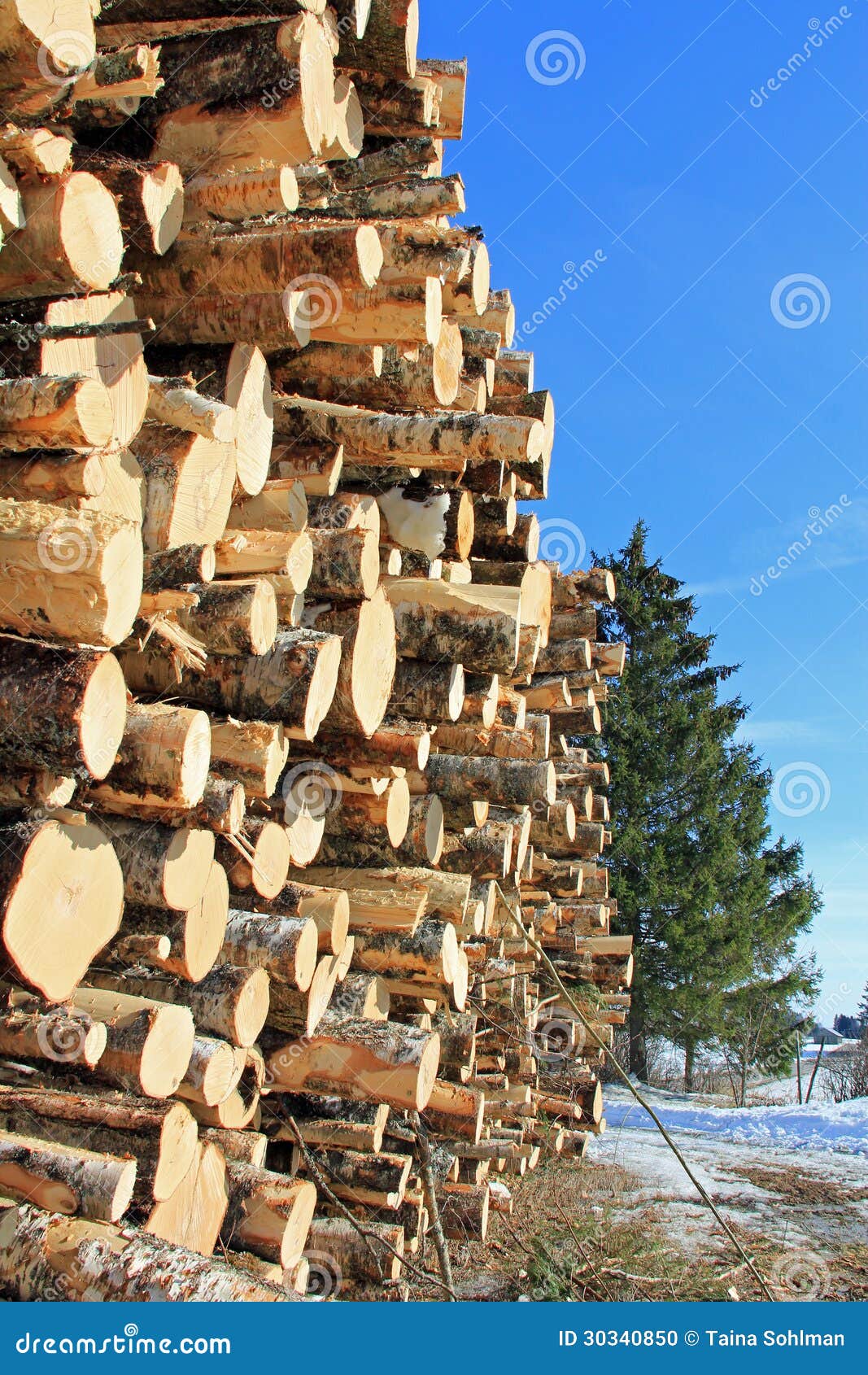Wood and Growing Spruce Tree Stock Photo - Image of lumberjacking ...