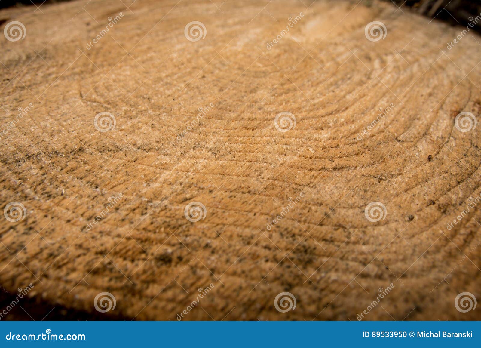 Wood growth rings stock photo. Image of close, macro - 89533950