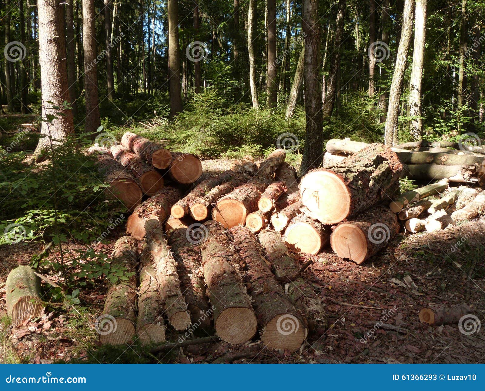 Wood stock image. Image of grow, scenery, nature, beeches - 61366293