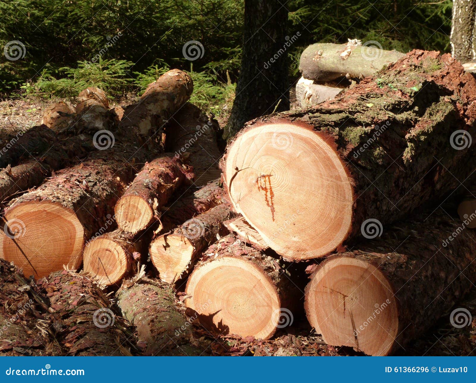 Wood stock photo. Image of scenery, natural, harvested - 61366296